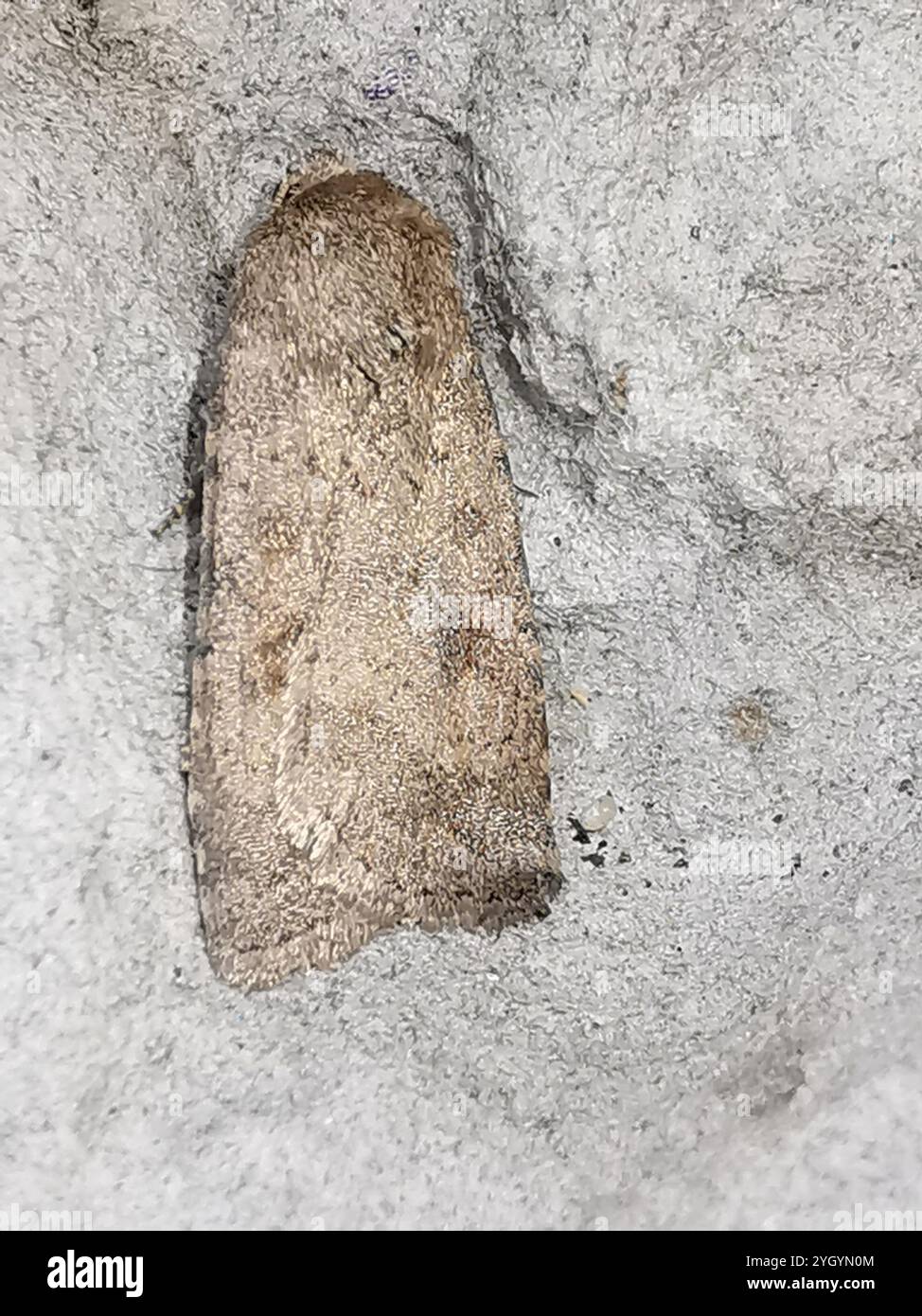 Mottled Rustic (Caradrina morpheus Stock Photo - Alamy