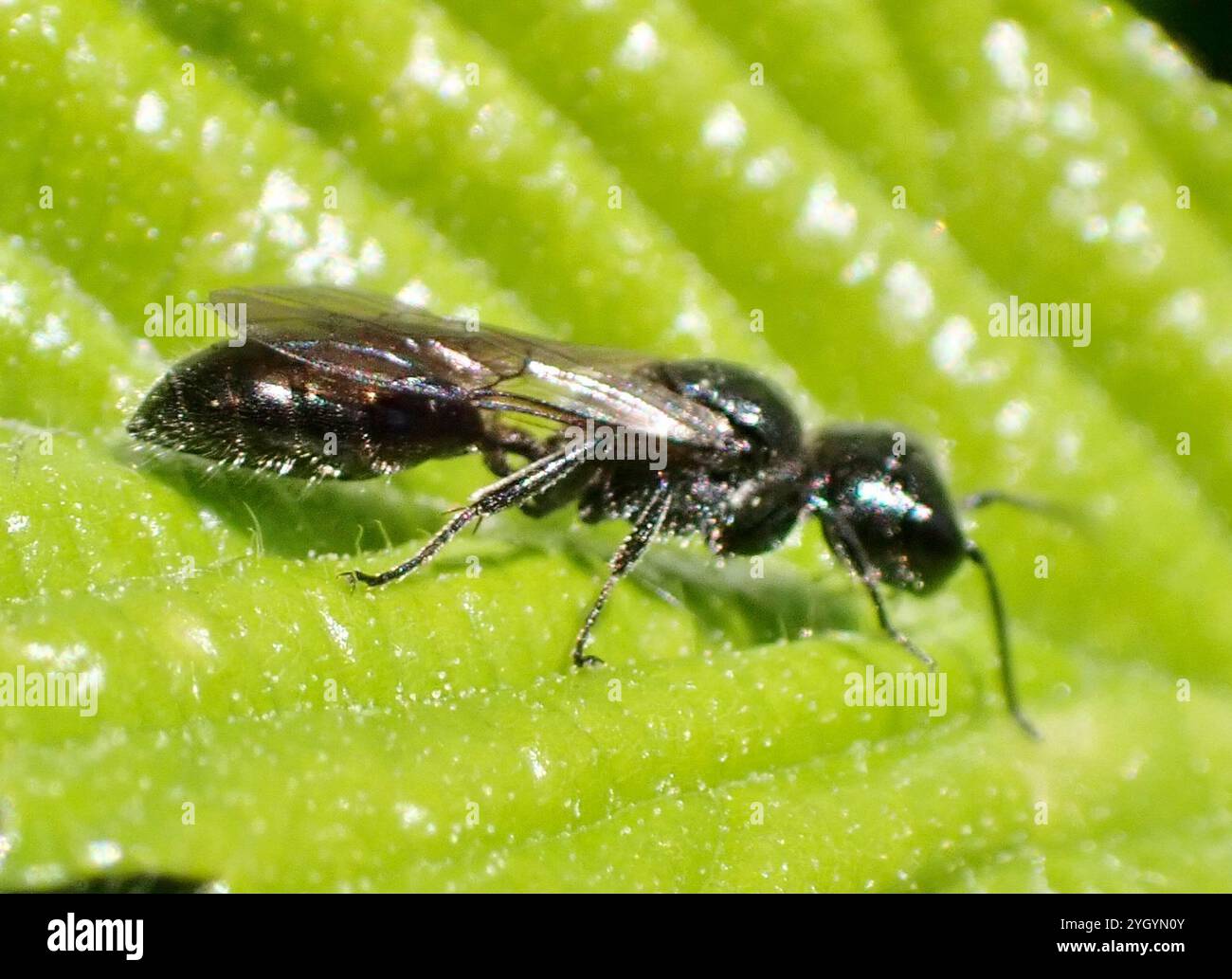 Typical Aphid Wasps (Pemphredon Stock Photo - Alamy