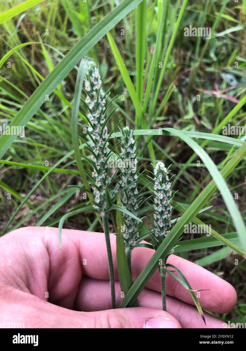 bracted plantain (Plantago aristata Stock Photo - Alamy