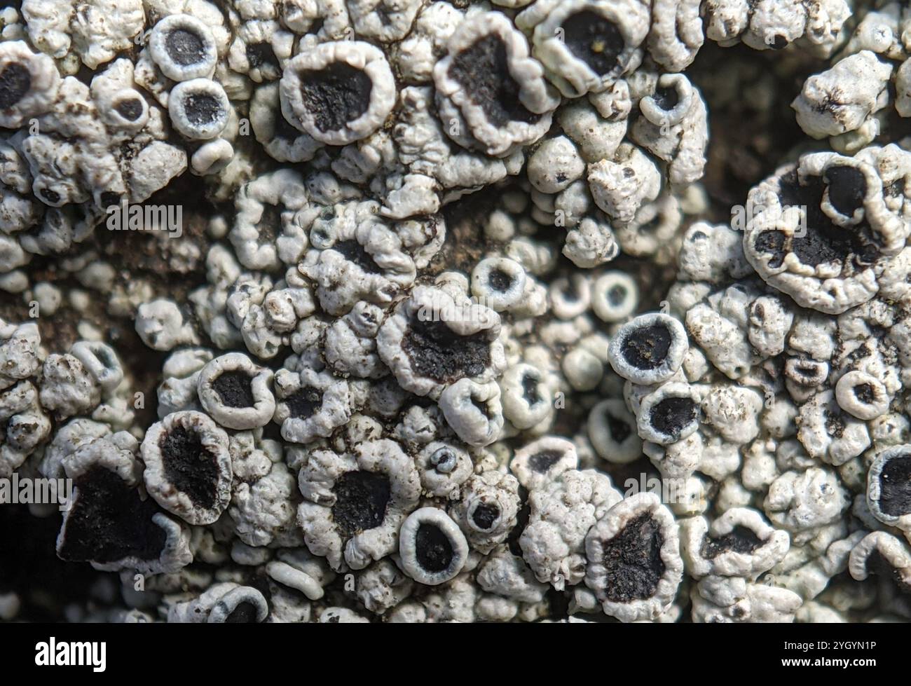 common lichens (Lecanoromycetes Stock Photo - Alamy