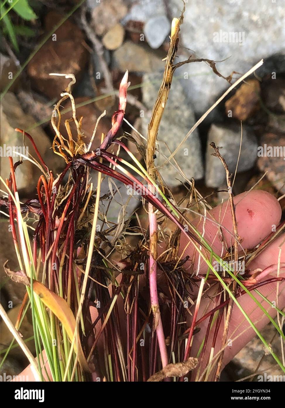 Slender Spikerush (Eleocharis elliptica Stock Photo - Alamy