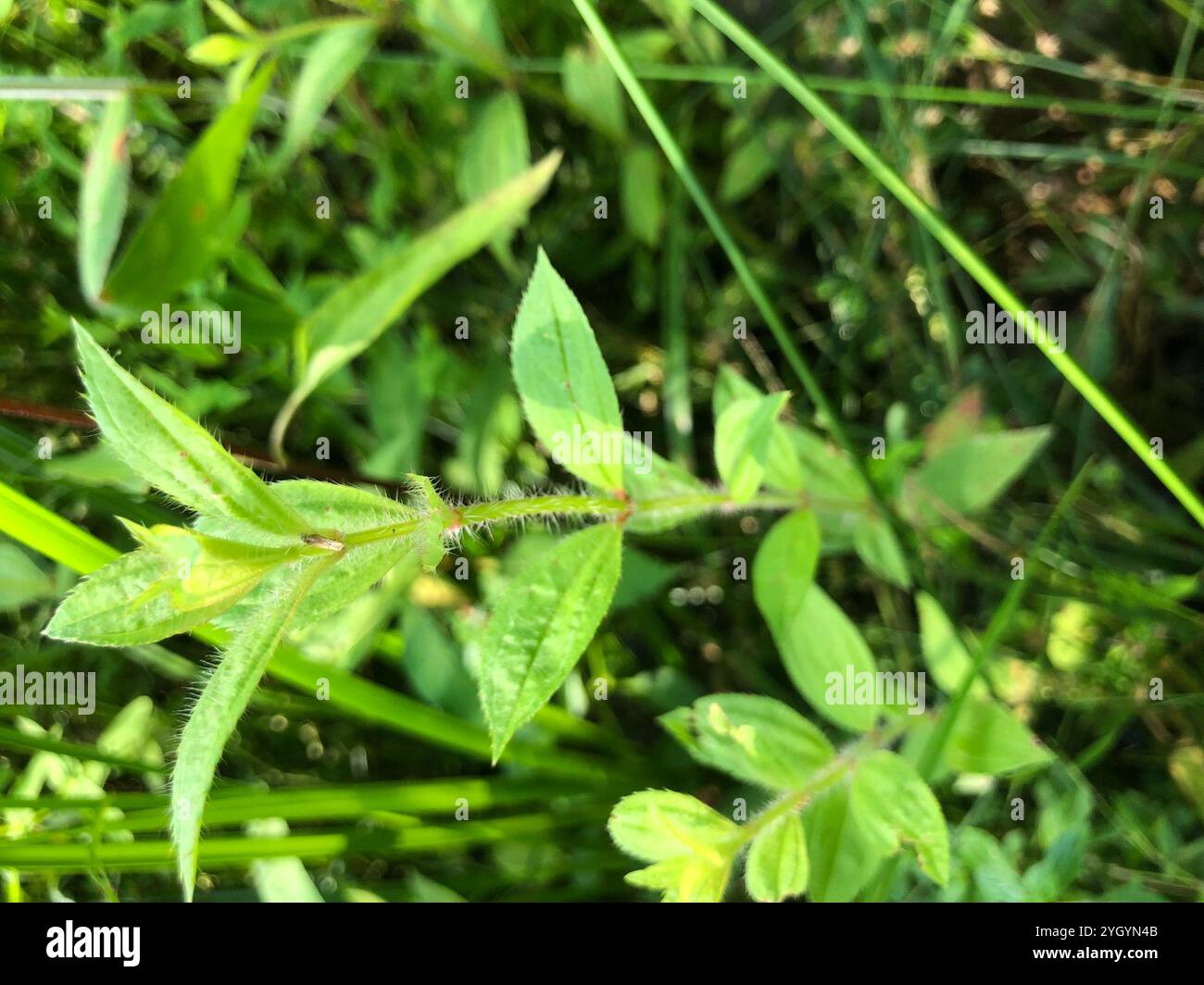 showy meadow-beauty (Rhexia mariana interior Stock Photo - Alamy
