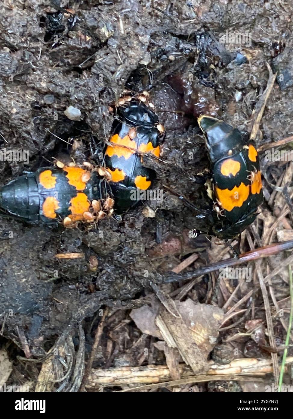 Lesser Vespillo Burying Beetle (Nicrophorus vespilloides Stock Photo ...