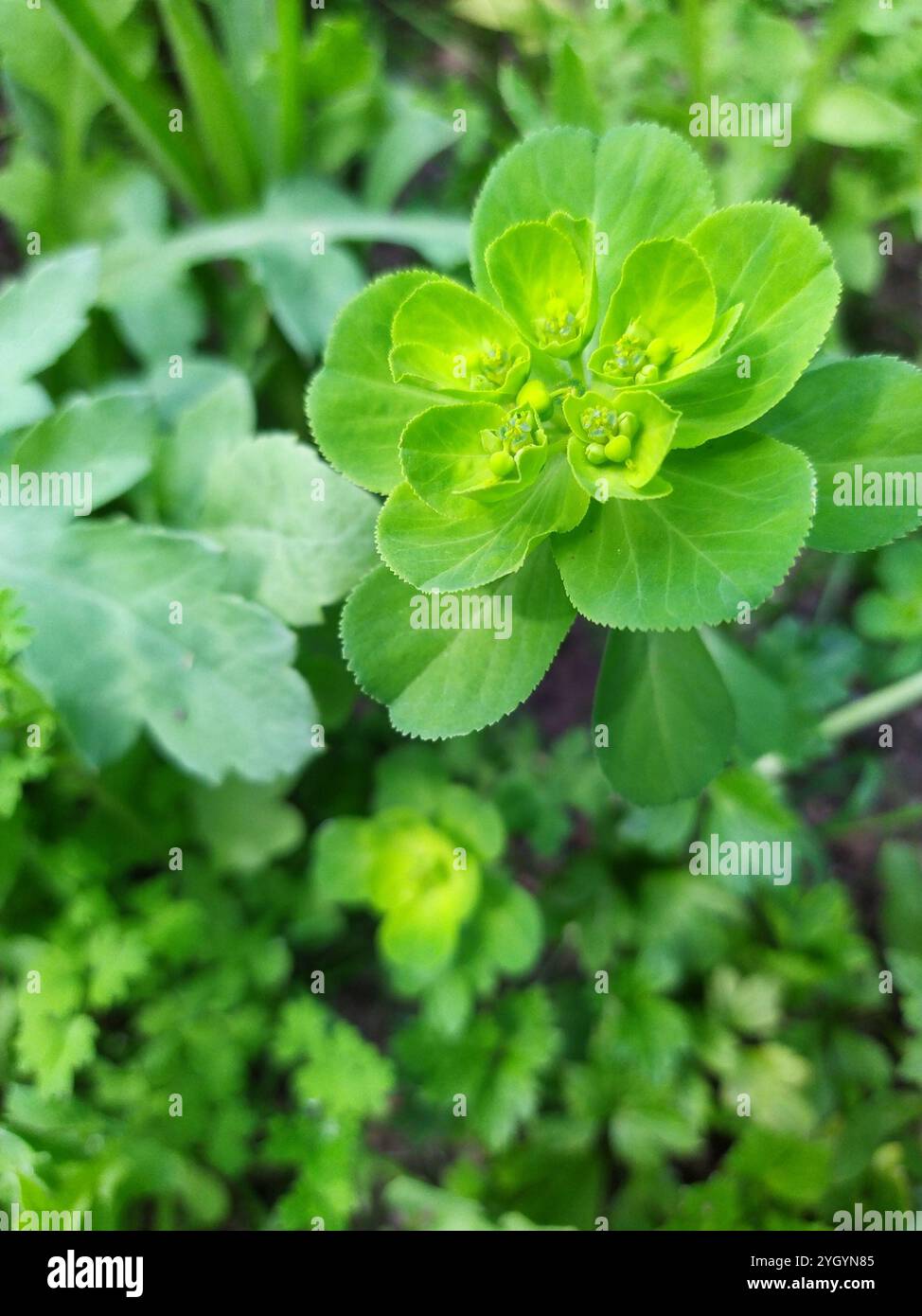 Sun spurge (Euphorbia helioscopia Stock Photo - Alamy
