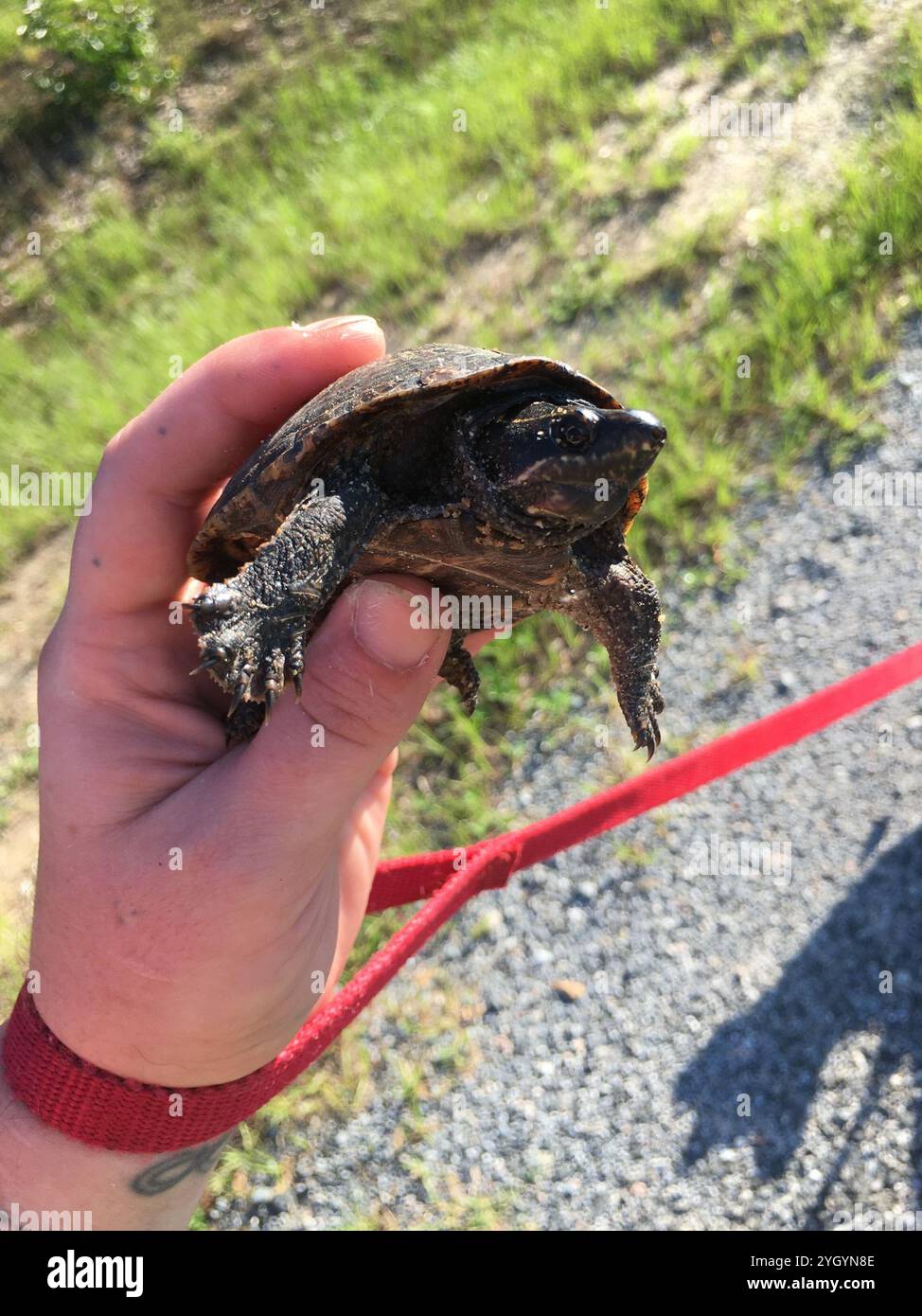 Eastern Musk Turtle (Sternotherus odoratus Stock Photo - Alamy