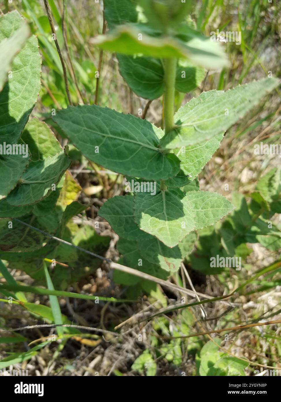Rosy Camphorweed (Pluchea baccharis Stock Photo - Alamy