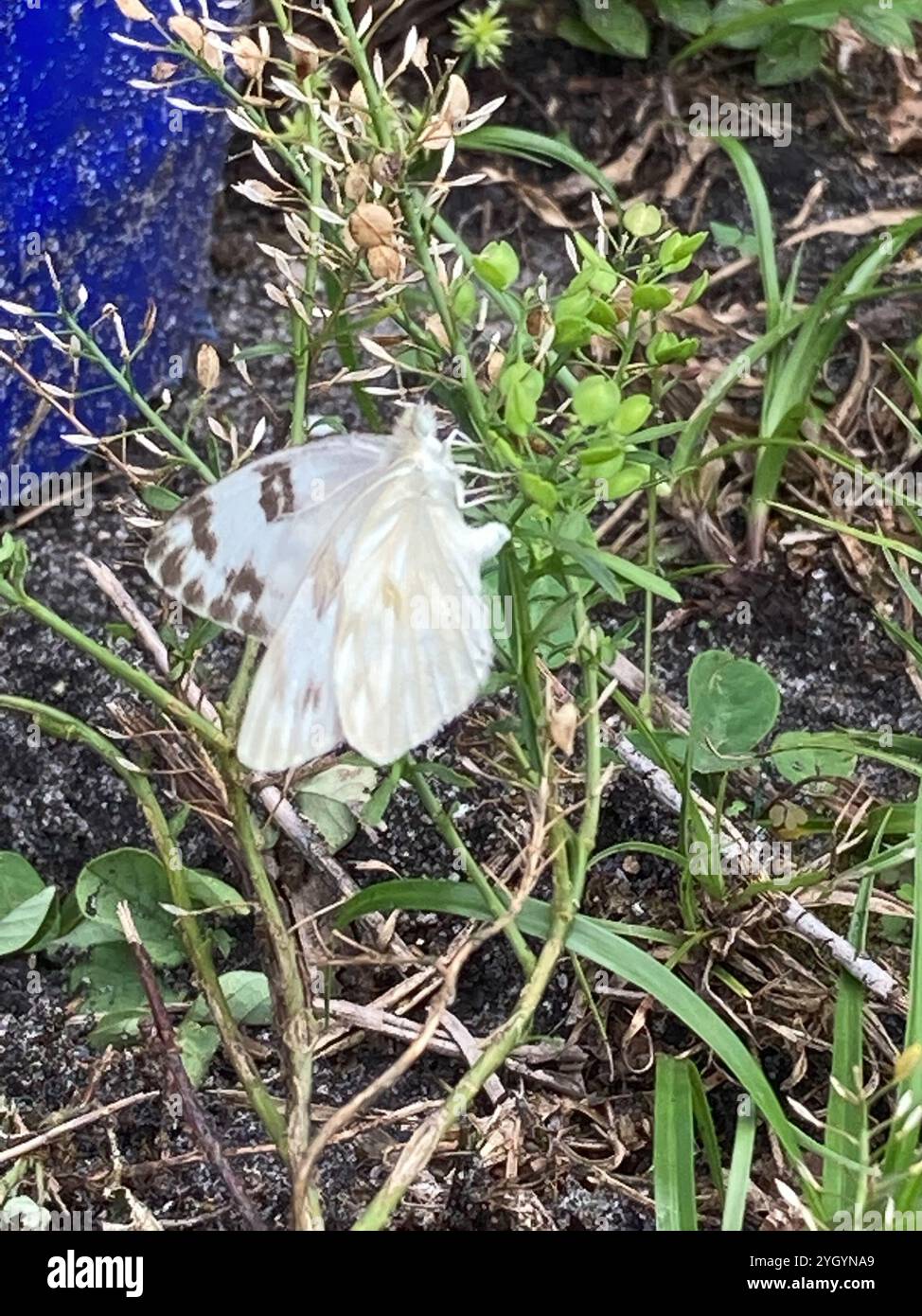 Checkered White (Pontia protodice Stock Photo - Alamy