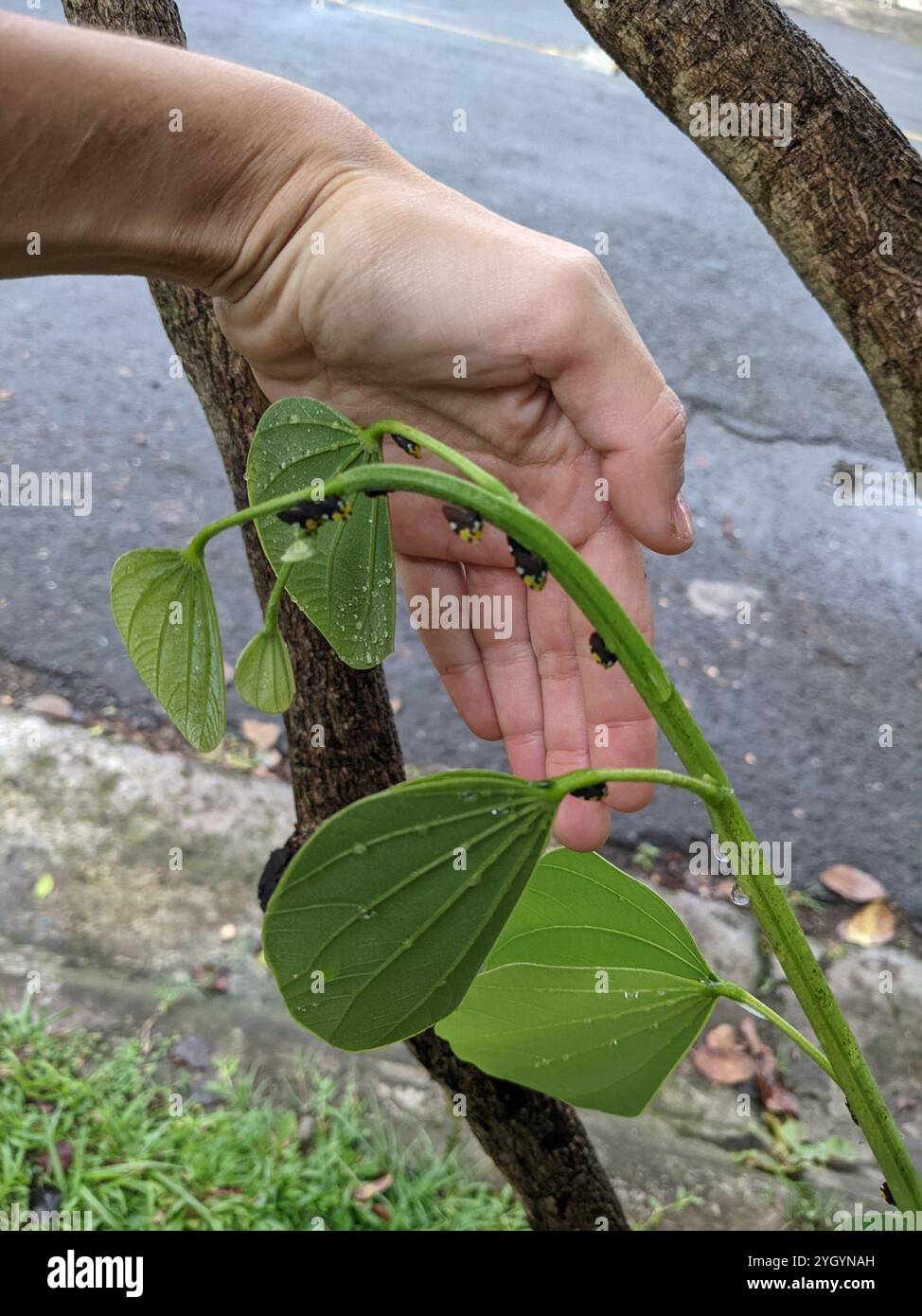Mexican Treehopper (Membracis mexicana Stock Photo - Alamy