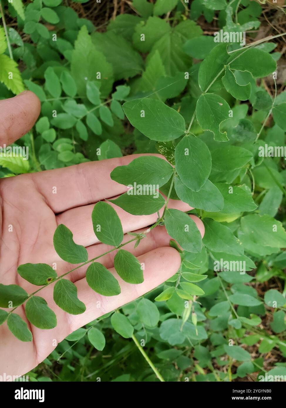 Sierra Nevada Peavine (Lathyrus nevadensis Stock Photo - Alamy