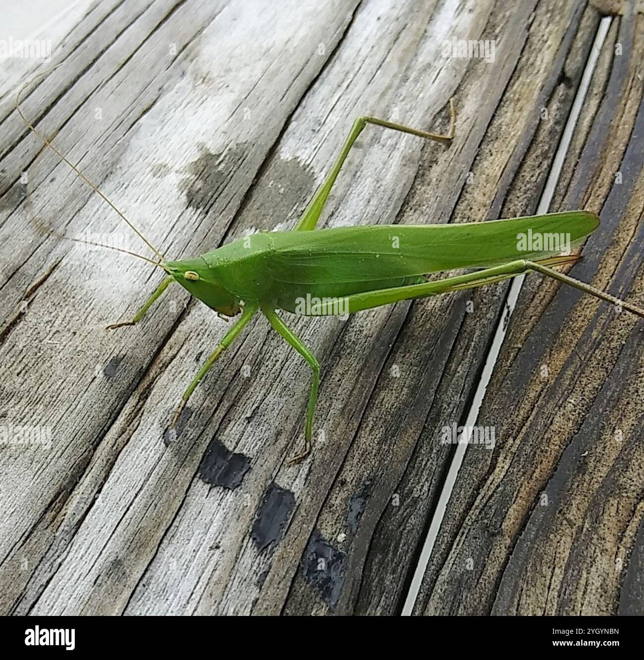Broad-tipped Conehead (Neoconocephalus triops Stock Photo - Alamy