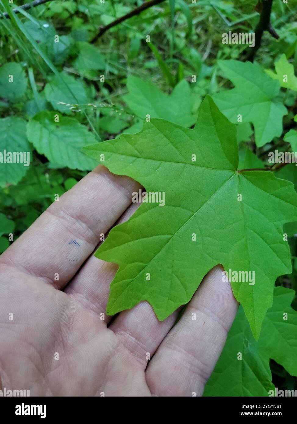 bigleaf maple (Acer macrophyllum Stock Photo - Alamy