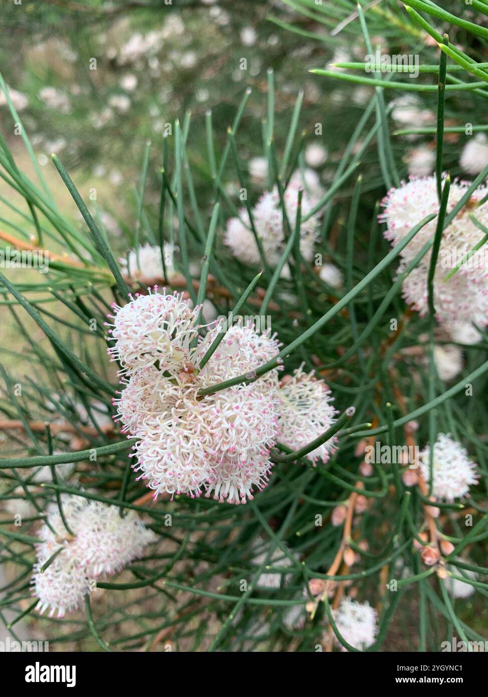 Sweet Hakea (Hakea drupacea Stock Photo - Alamy