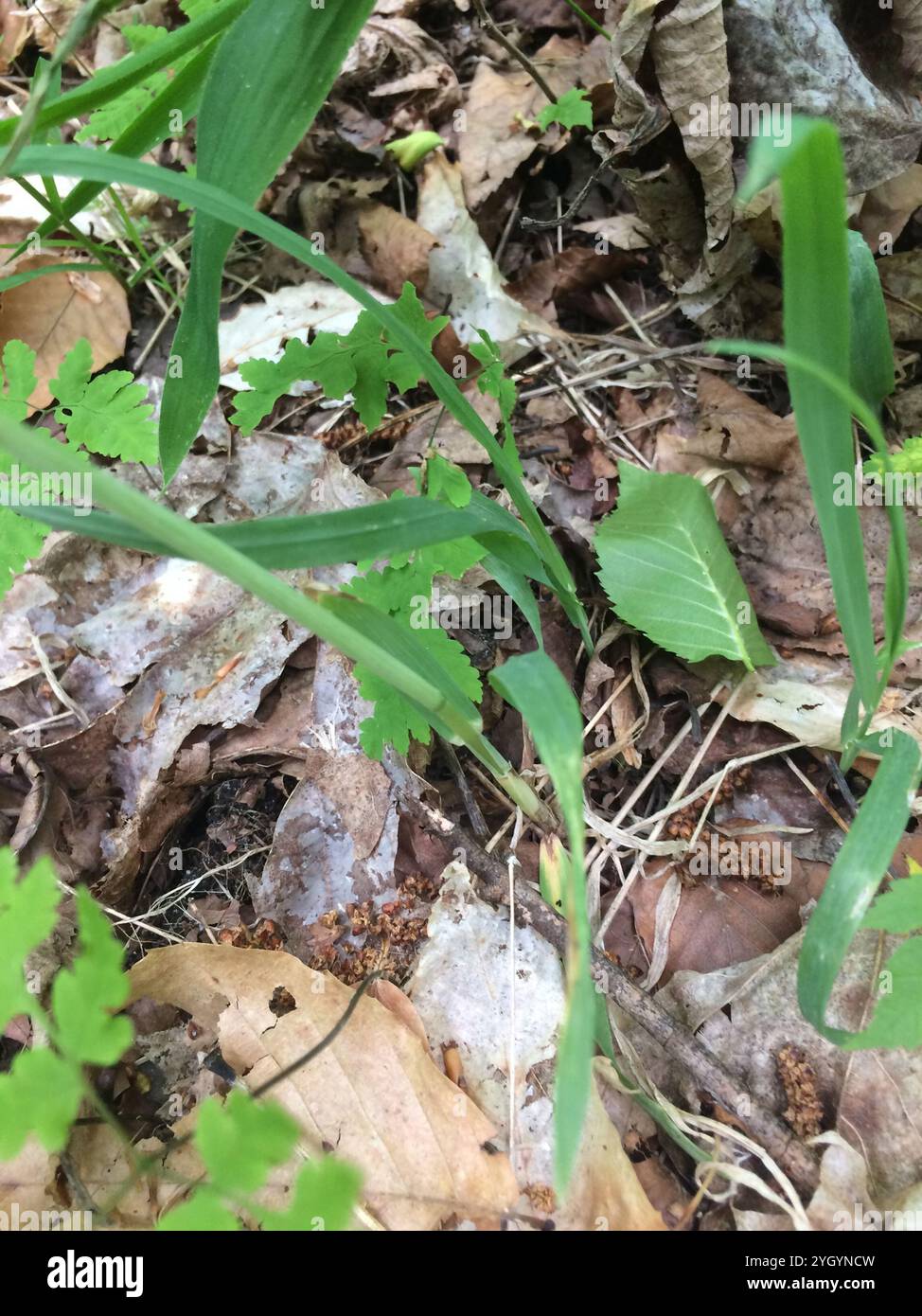 Wood Millet (Milium effusum Stock Photo - Alamy