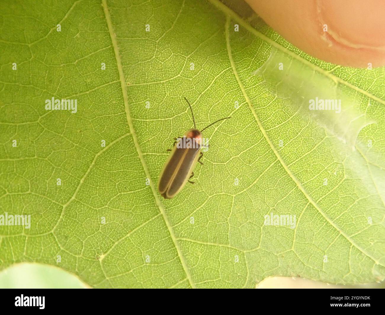 Common Eastern Firefly (Photinus pyralis Stock Photo - Alamy
