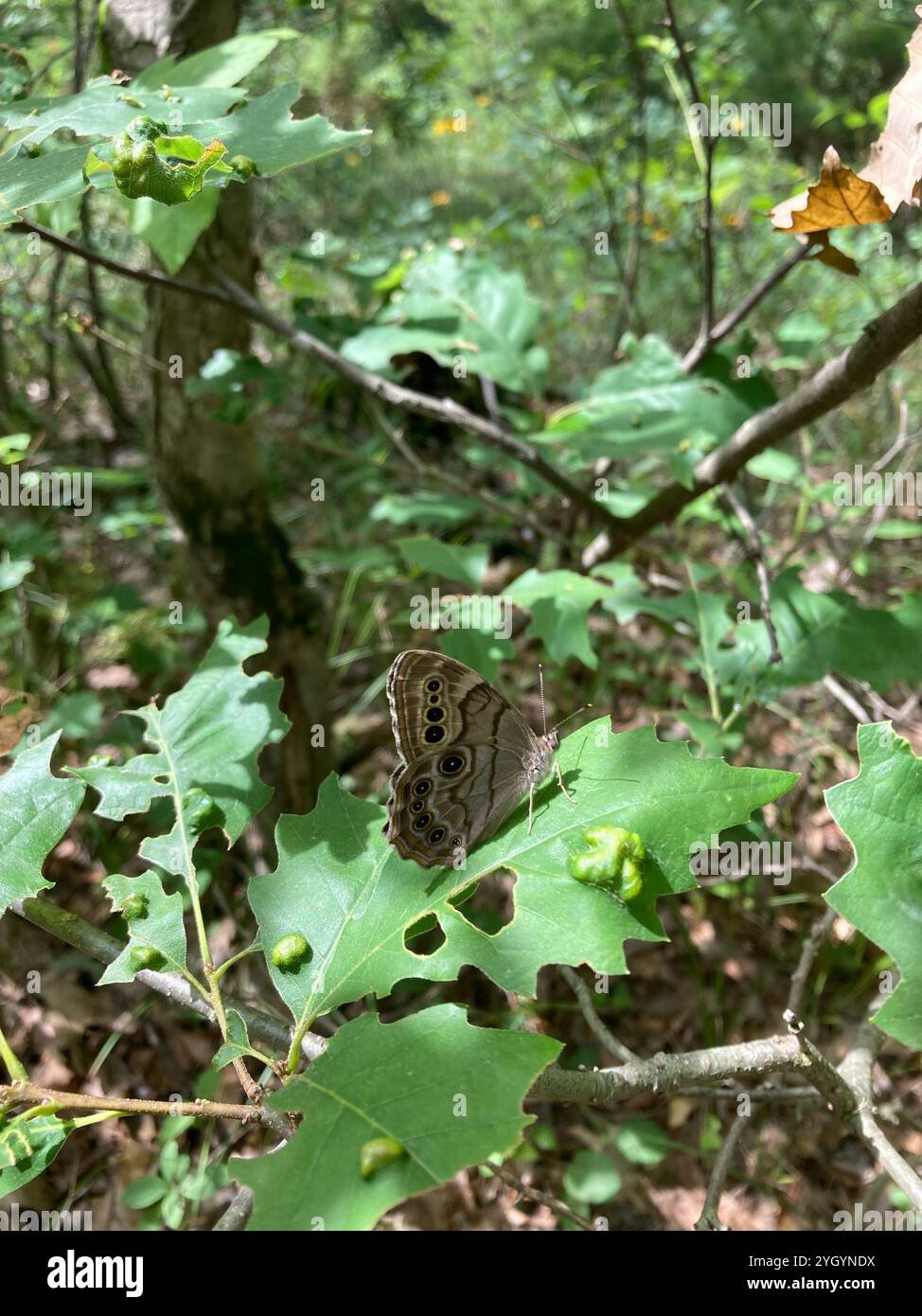 Northern Pearly-eye (Lethe anthedon Stock Photo - Alamy
