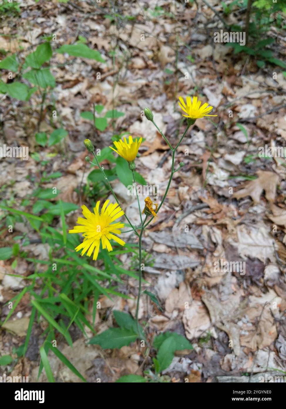Wall hawkweed (Hieracium murorum Stock Photo - Alamy