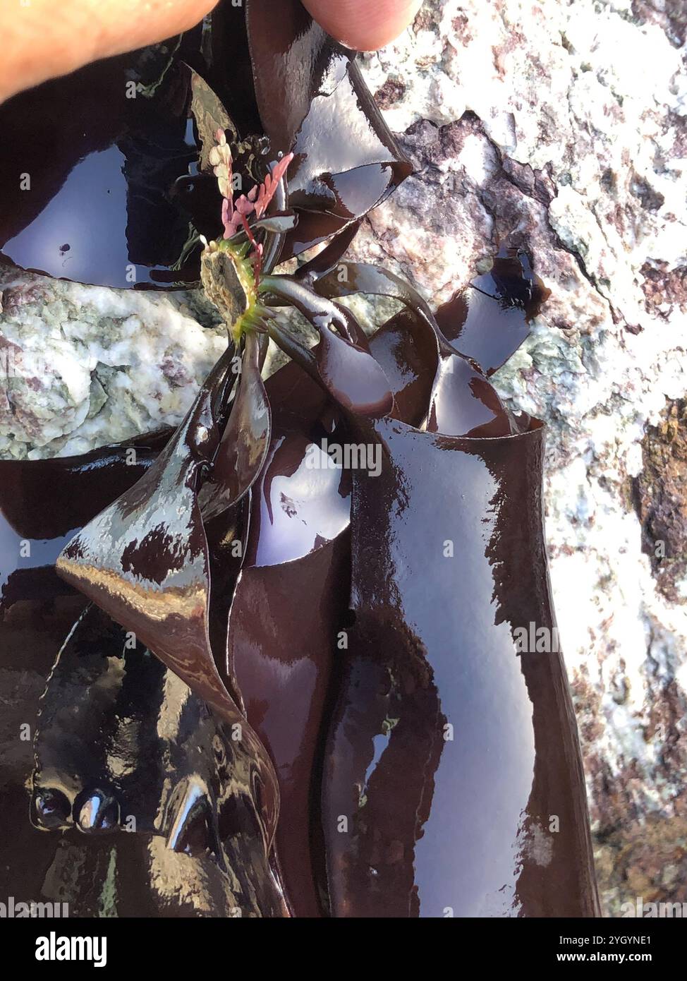 splendid iridescent seaweed (Mazzaella splendens Stock Photo - Alamy