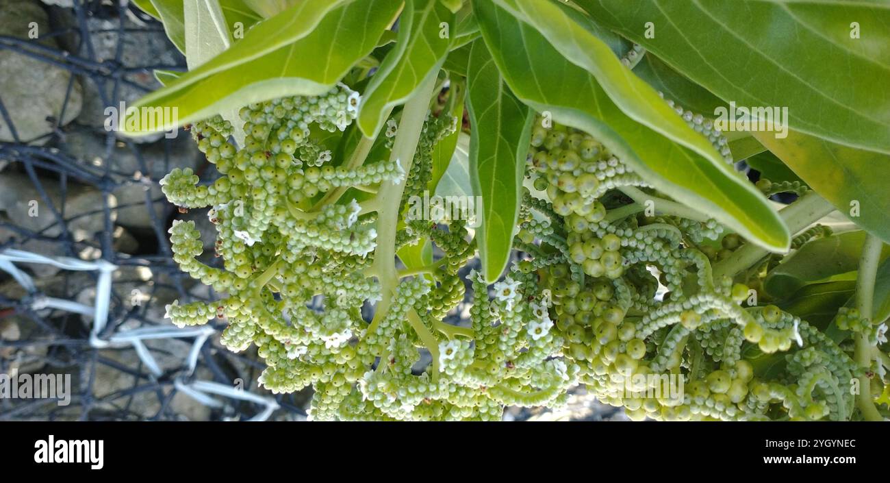 tree heliotrope (Heliotropium arboreum Stock Photo - Alamy