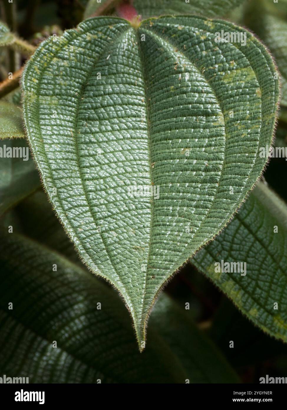 Miconia aeruginosa hi-res stock photography and images - Alamy