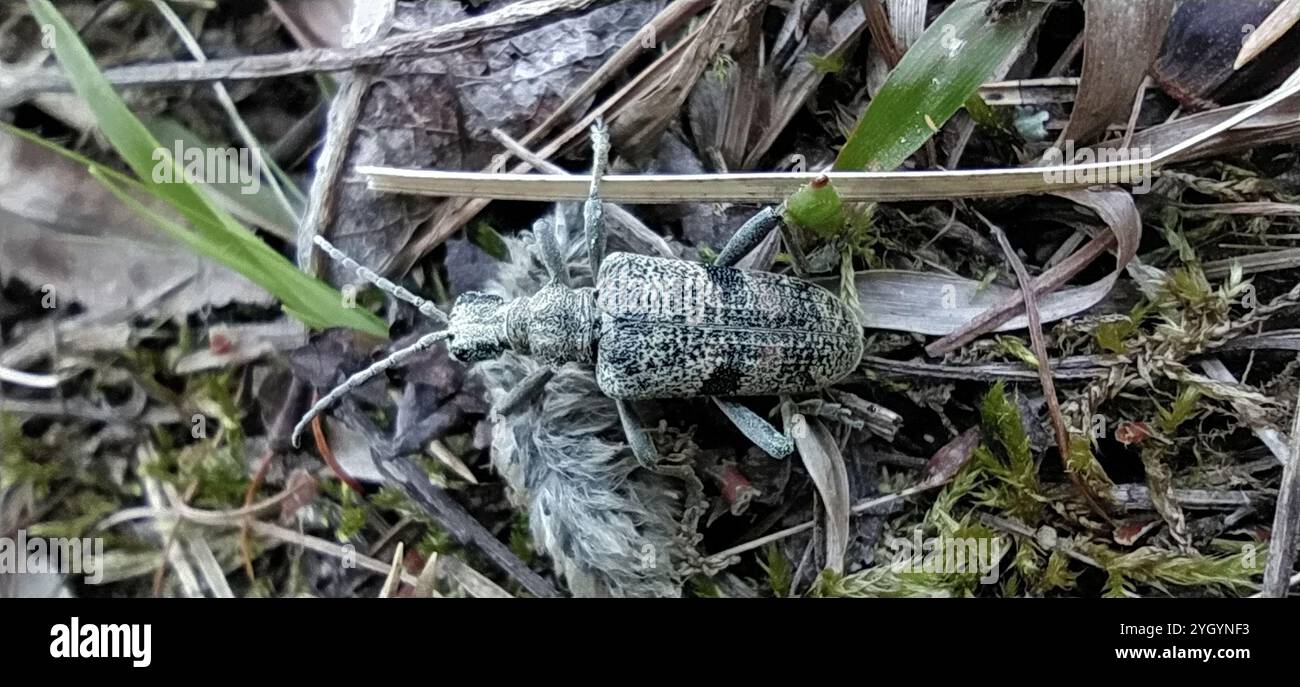 Blackspotted Longhorn Beetle (Rhagium mordax Stock Photo - Alamy