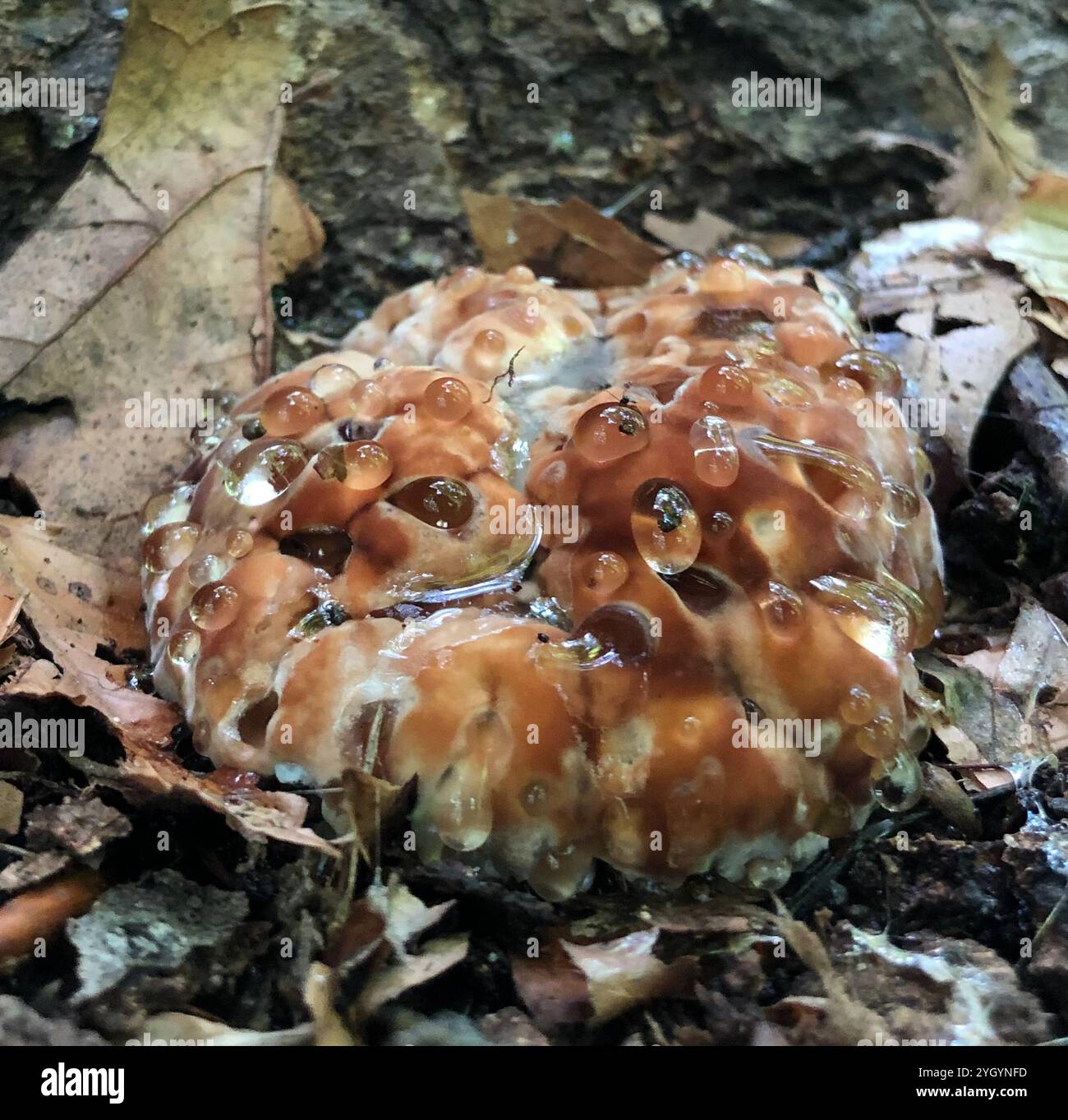 green cheese polypore (Fomitopsis spraguei Stock Photo - Alamy