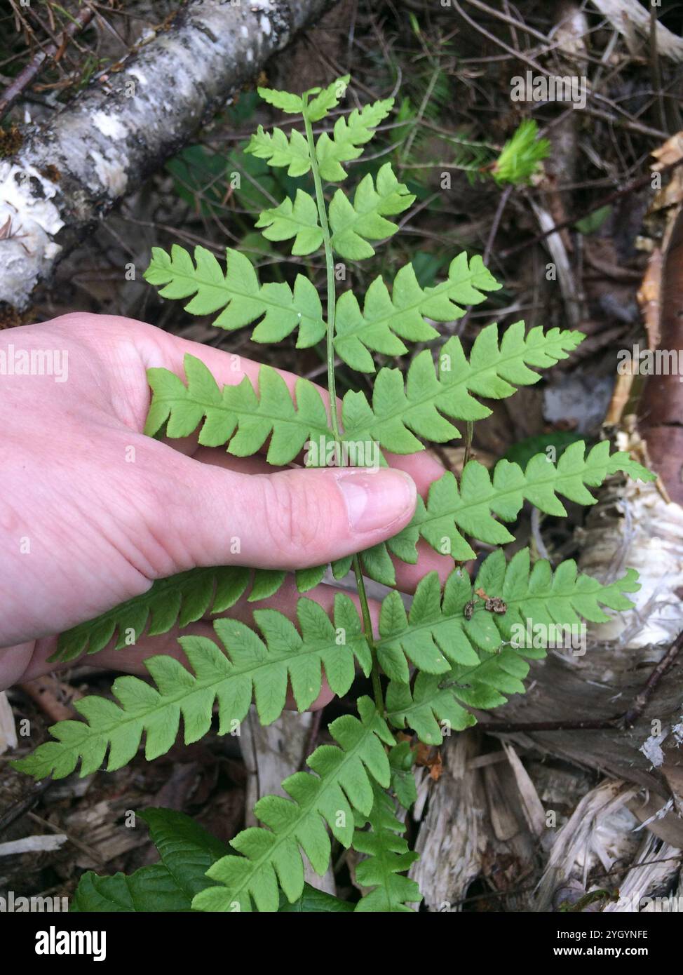 cinnamon fern (Osmundastrum cinnamomeum Stock Photo - Alamy