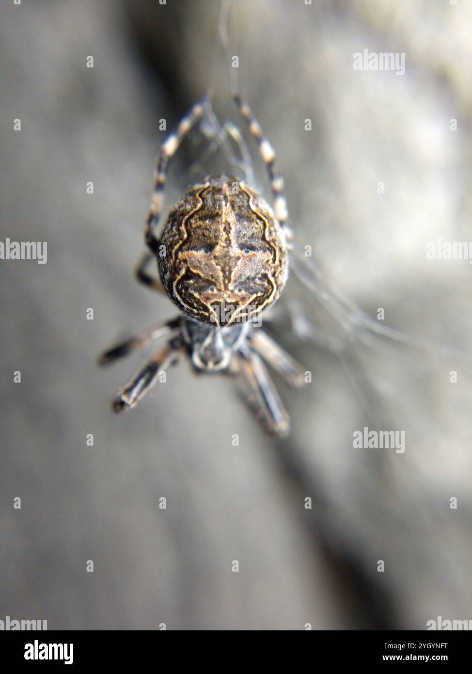 Furrow Spiders (Larinioides Stock Photo - Alamy