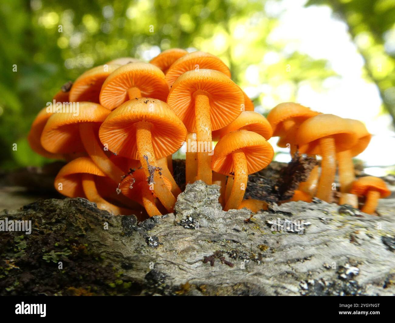 orange mycena (Mycena leaiana Stock Photo - Alamy