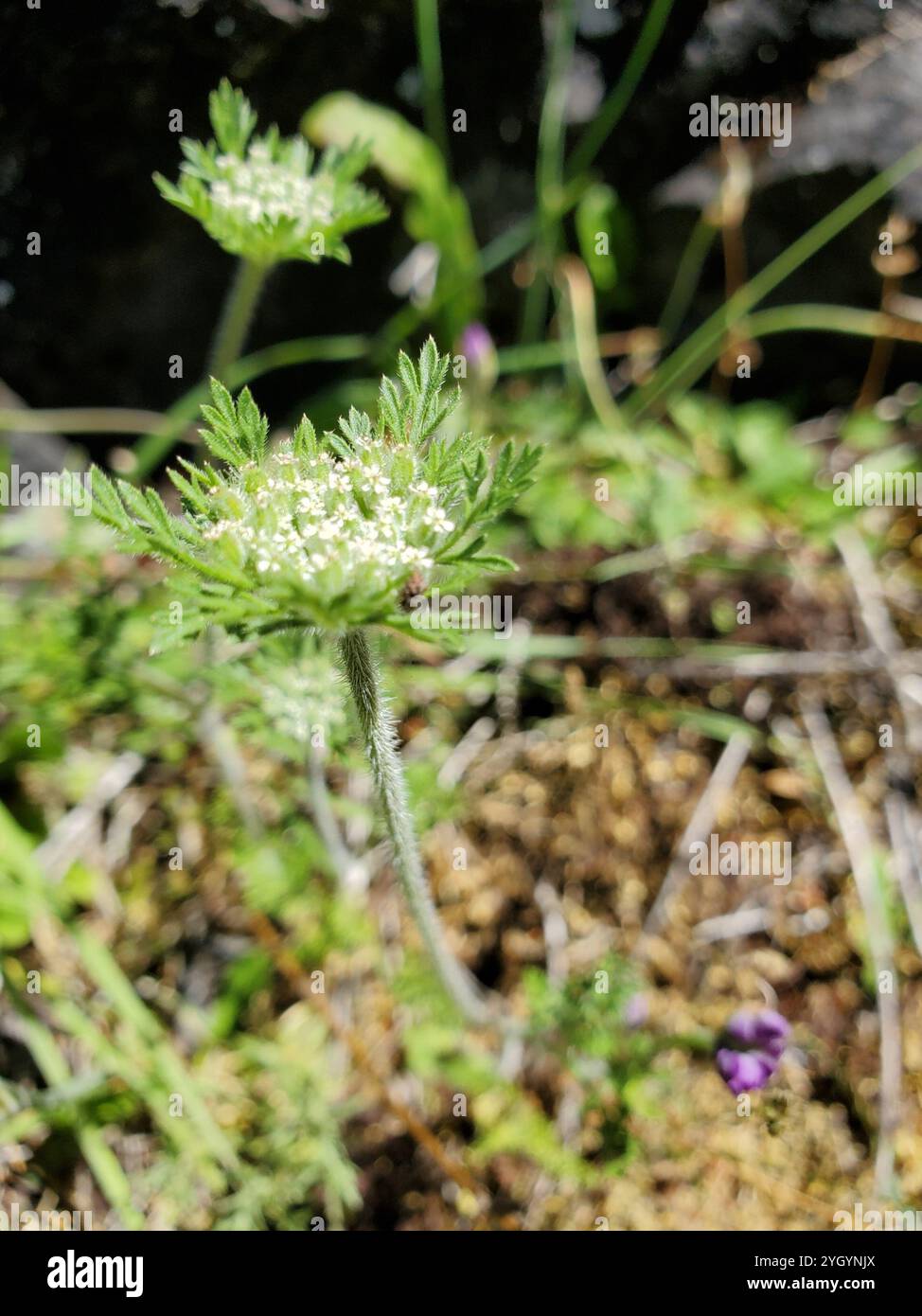 American wild carrot (Daucus pusillus Stock Photo - Alamy