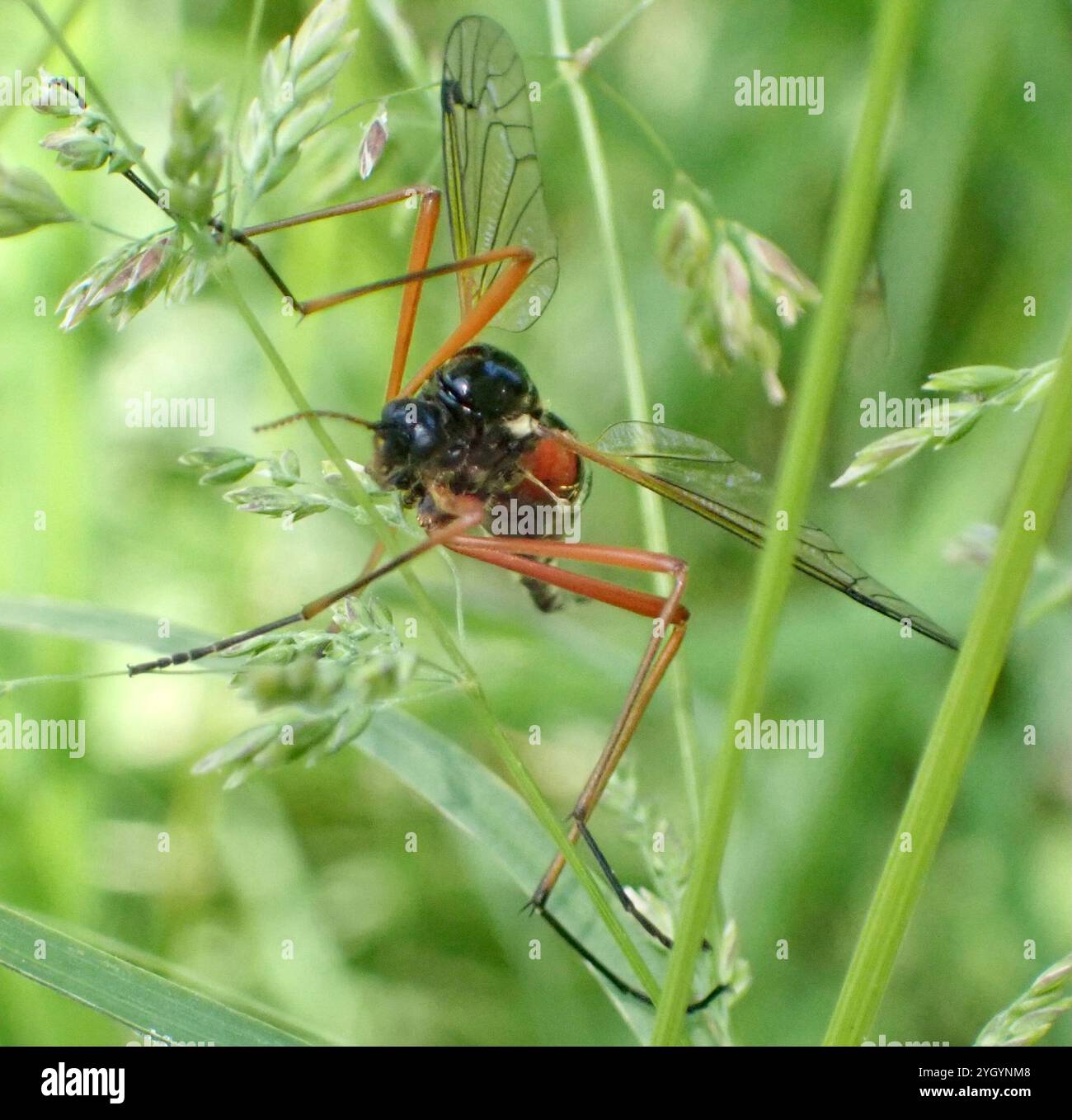 Giant Sabre Comb Horn Cranefly (Tanyptera atrata Stock Photo - Alamy