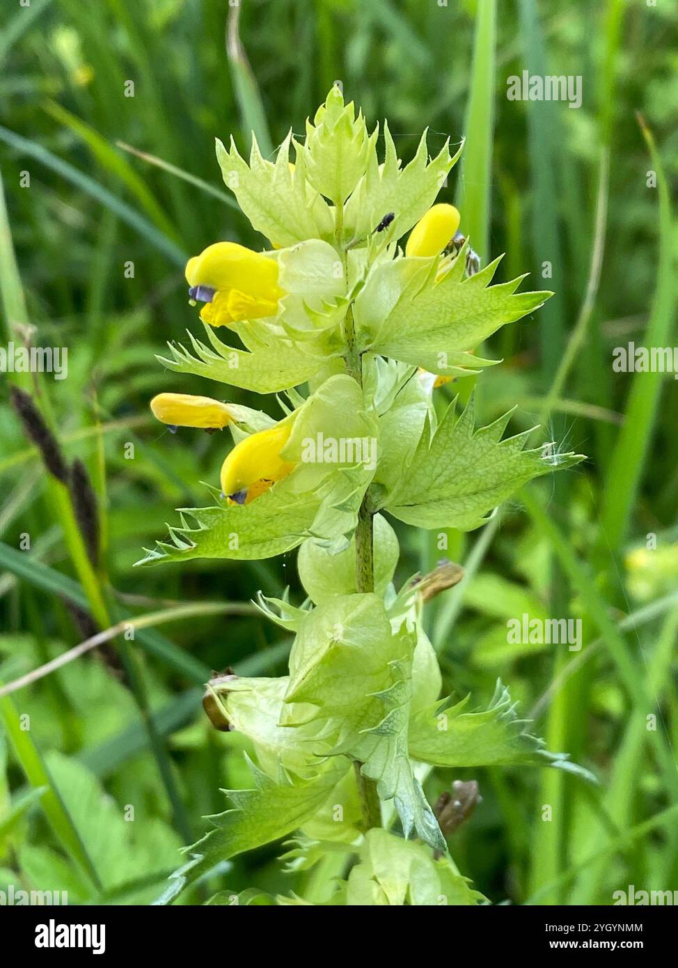 Greater Yellow-rattle (Rhinanthus serotinus Stock Photo - Alamy