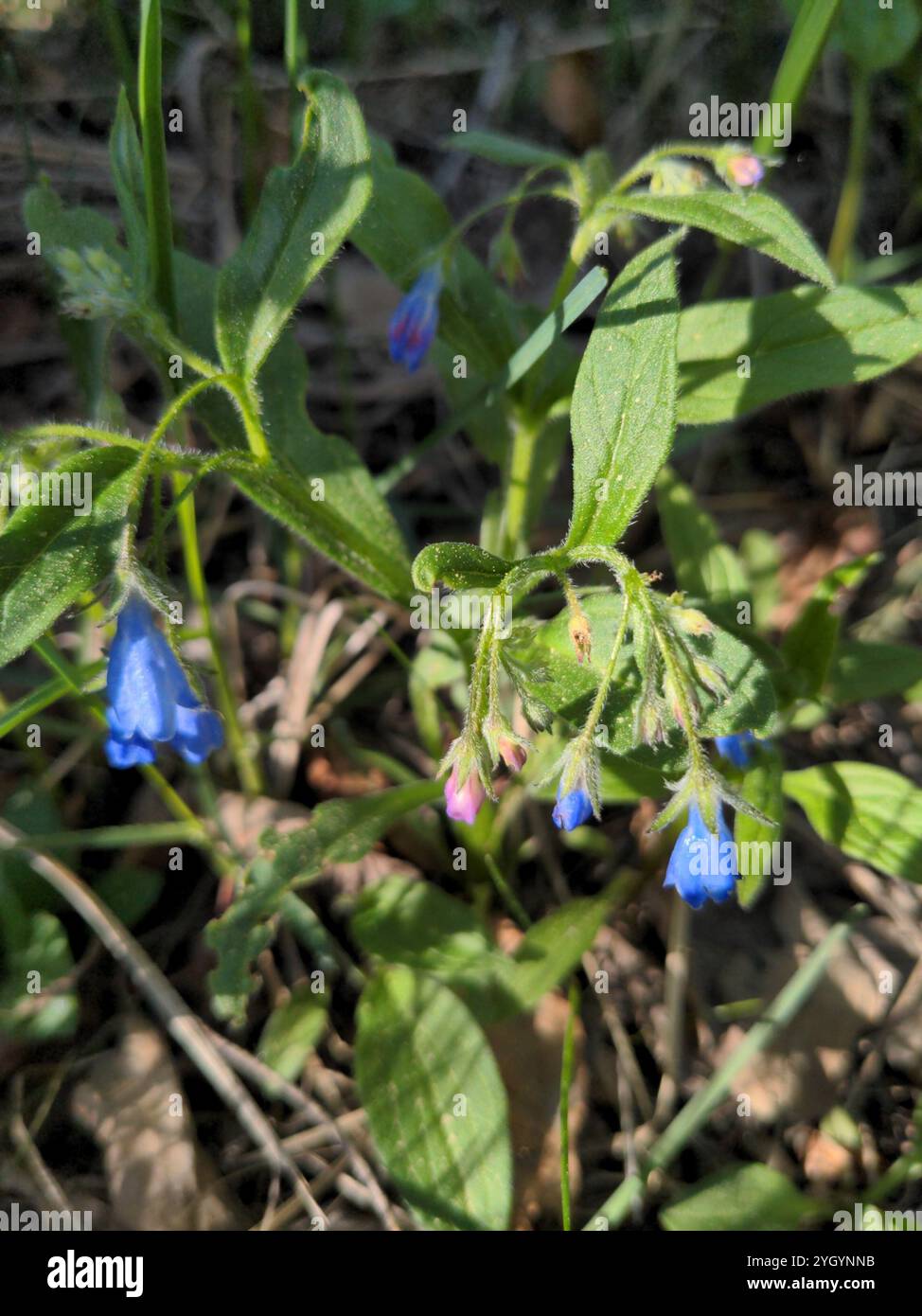 Tall Bluebell (Mertensia paniculata Stock Photo - Alamy