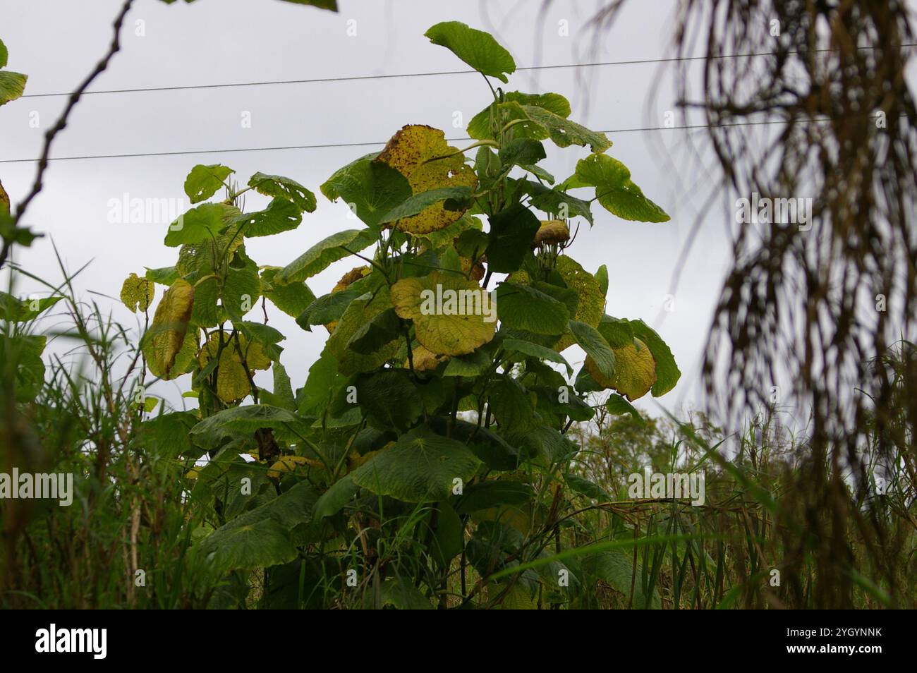 pariparoba (Piper peltatum Stock Photo - Alamy