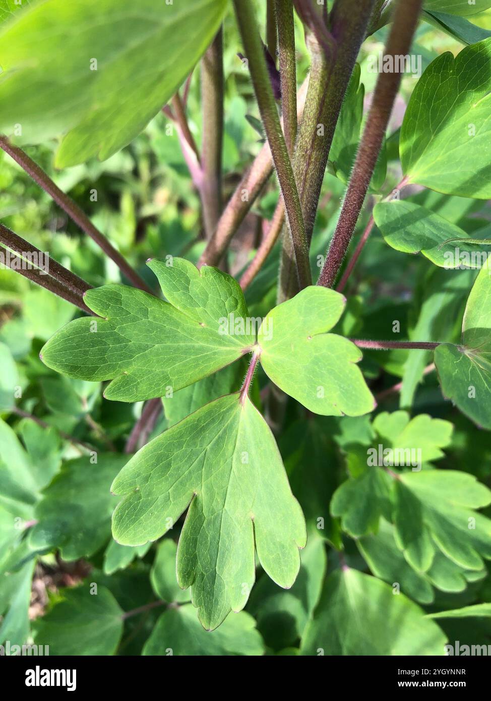 flowering plants (Angiospermae Stock Photo - Alamy