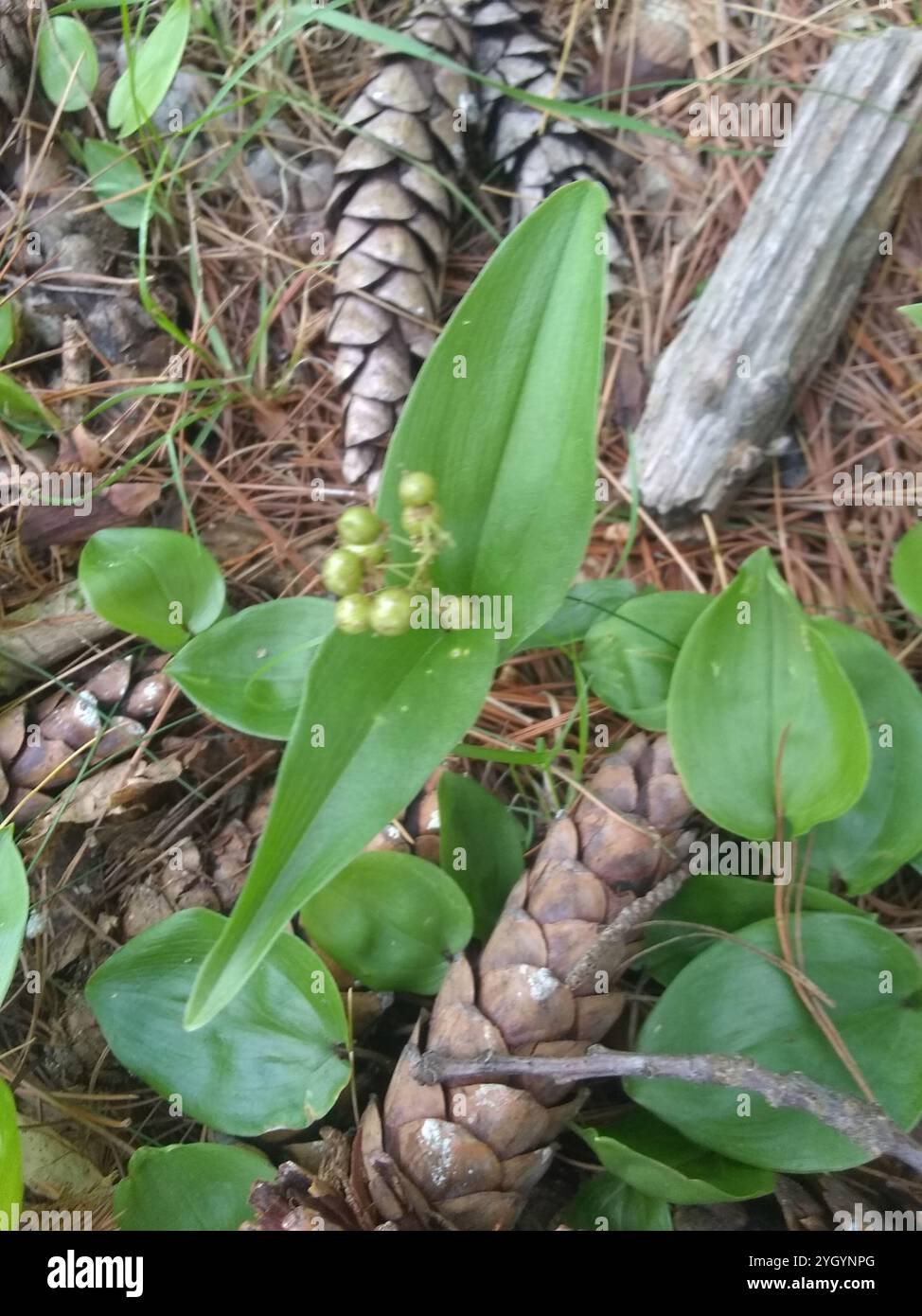Canada mayflower (Maianthemum canadense Stock Photo - Alamy