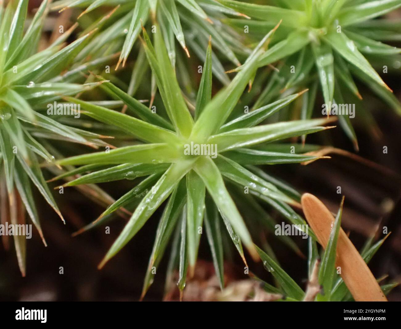 juniper haircap moss (Polytrichum juniperinum Stock Photo - Alamy