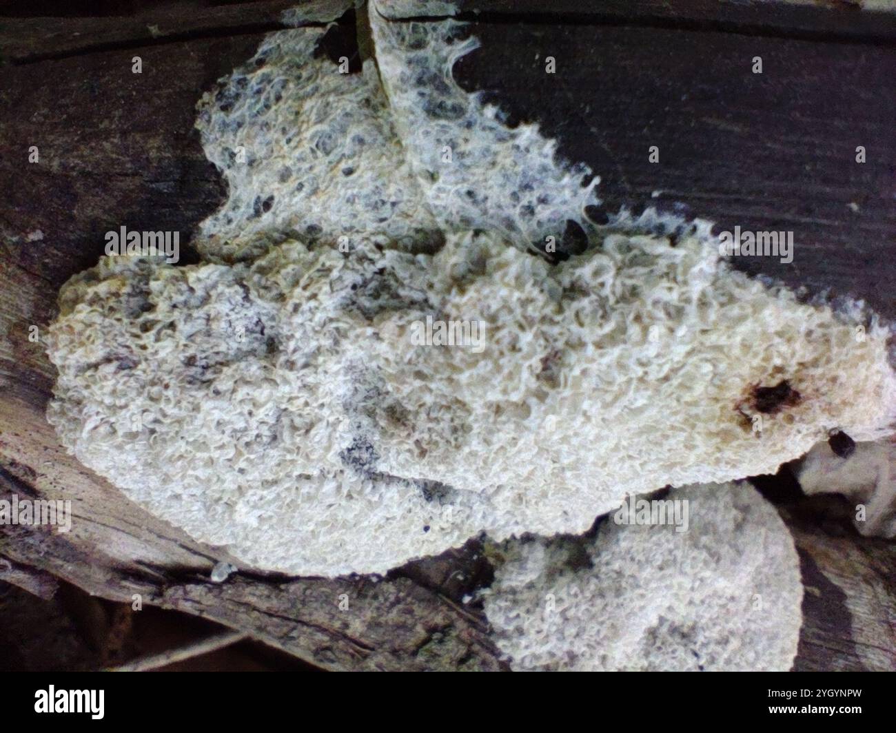 Dog Sick Slime Mould (Didymium spongiosum Stock Photo - Alamy