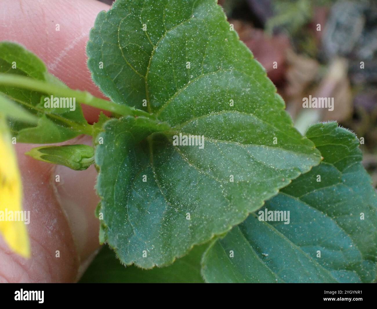 stream violet (Viola glabella Stock Photo - Alamy