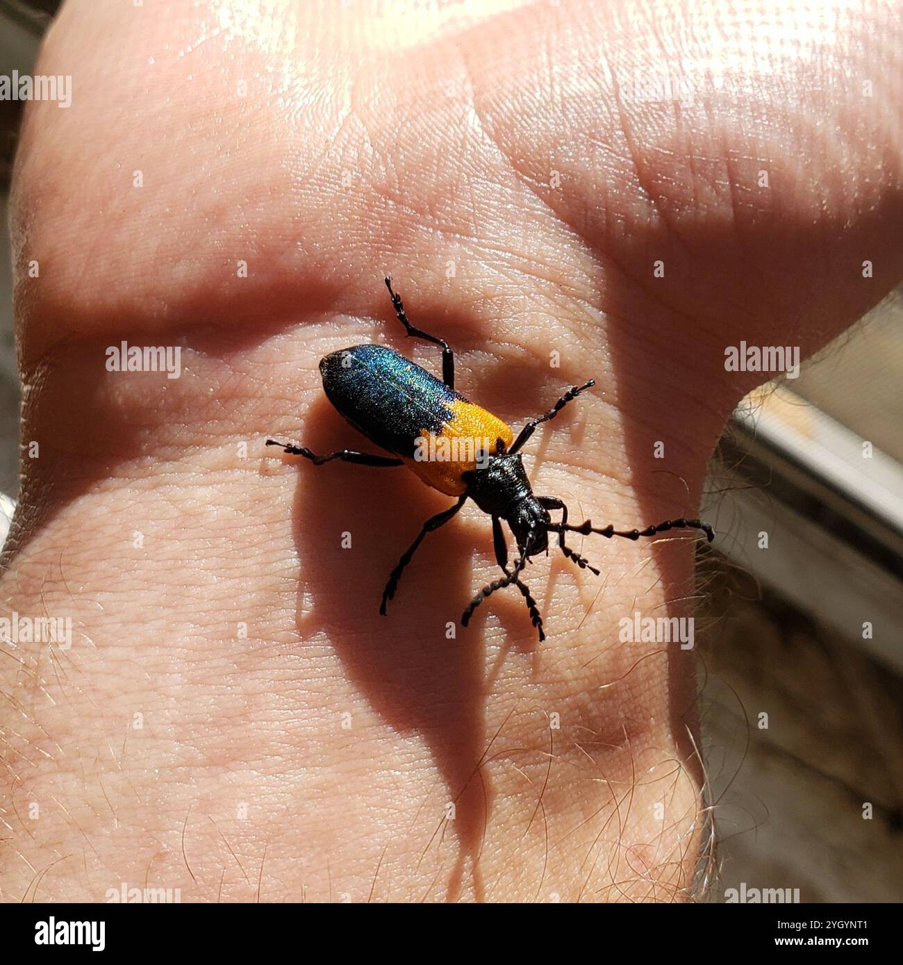 Eastern Elderberry Borer (Desmocerus palliatus Stock Photo - Alamy
