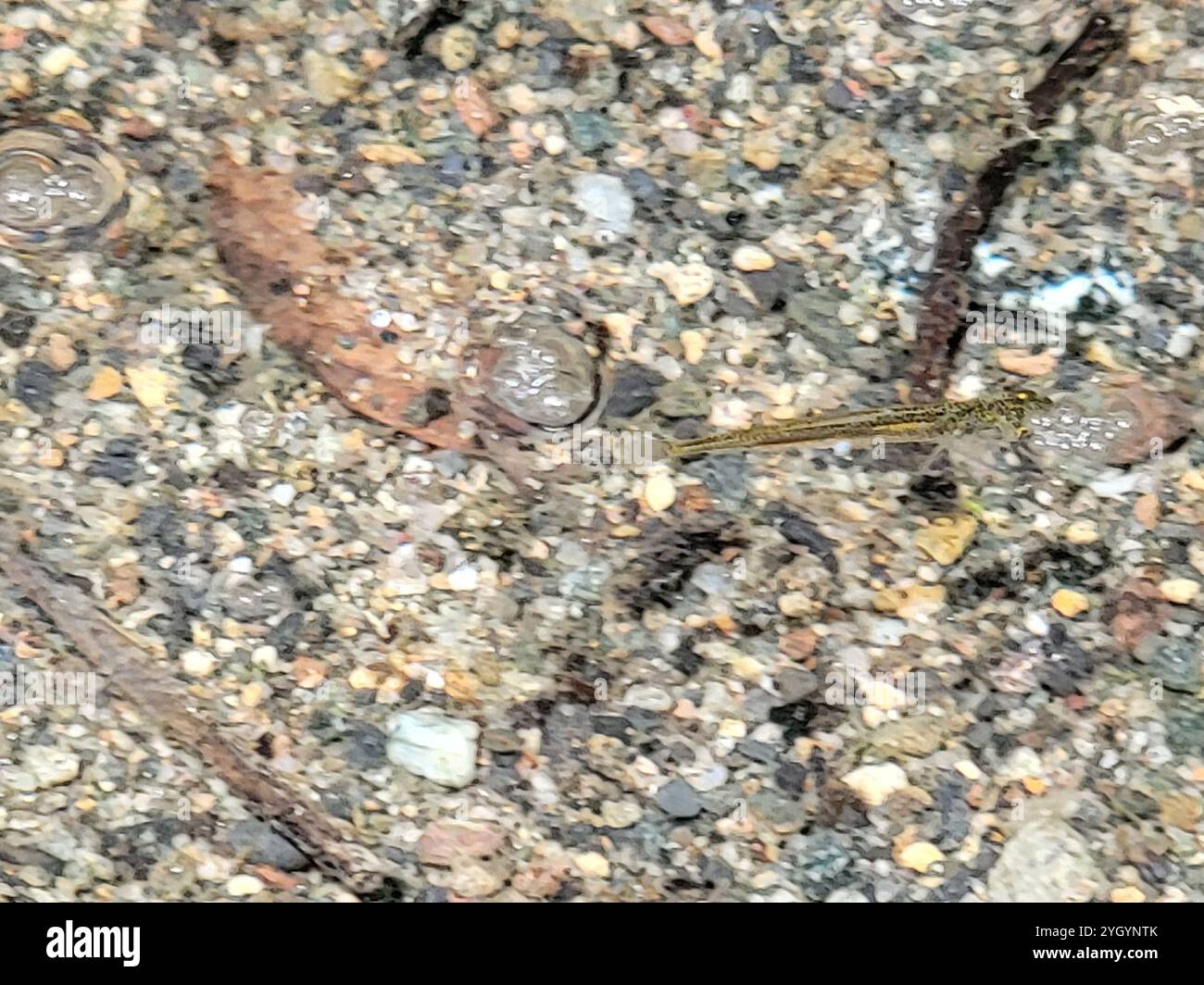Ray-finned Fishes (Actinopterygii Stock Photo - Alamy