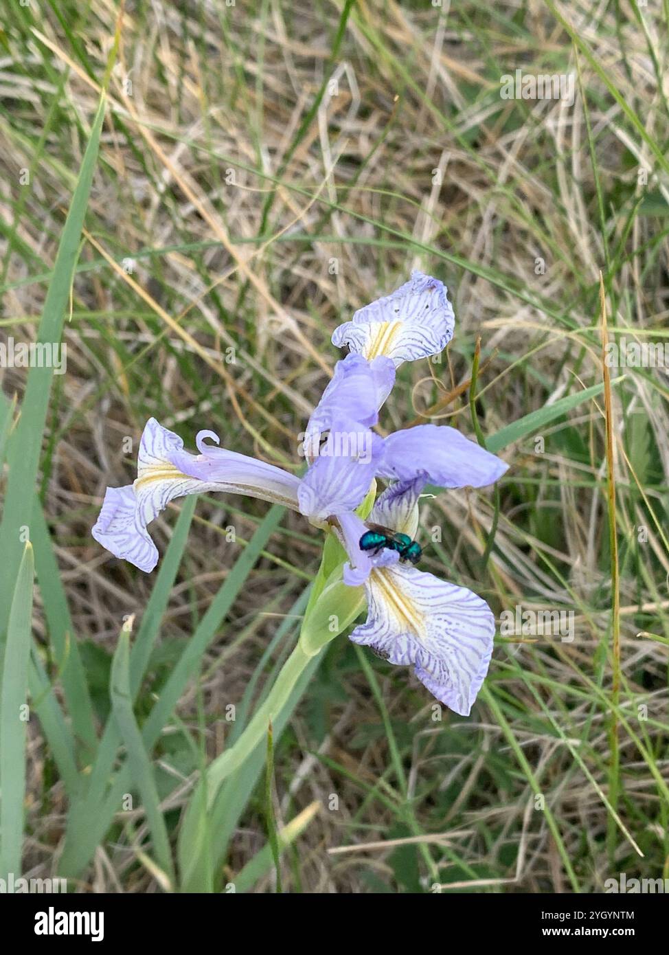 western blue flag (Iris missouriensis Stock Photo - Alamy