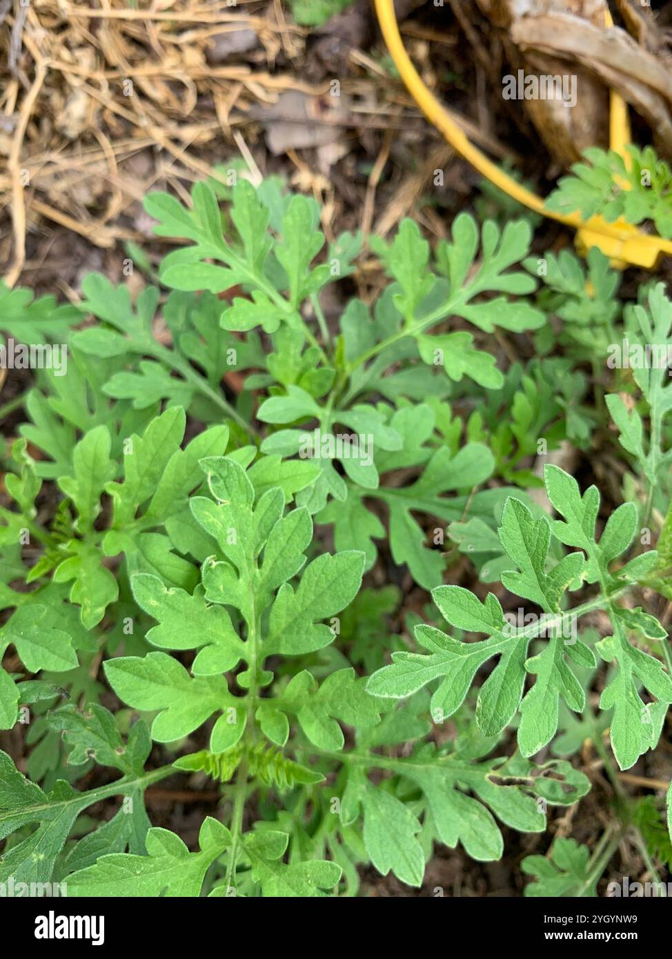 common ragweed (Ambrosia artemisiifolia Stock Photo - Alamy