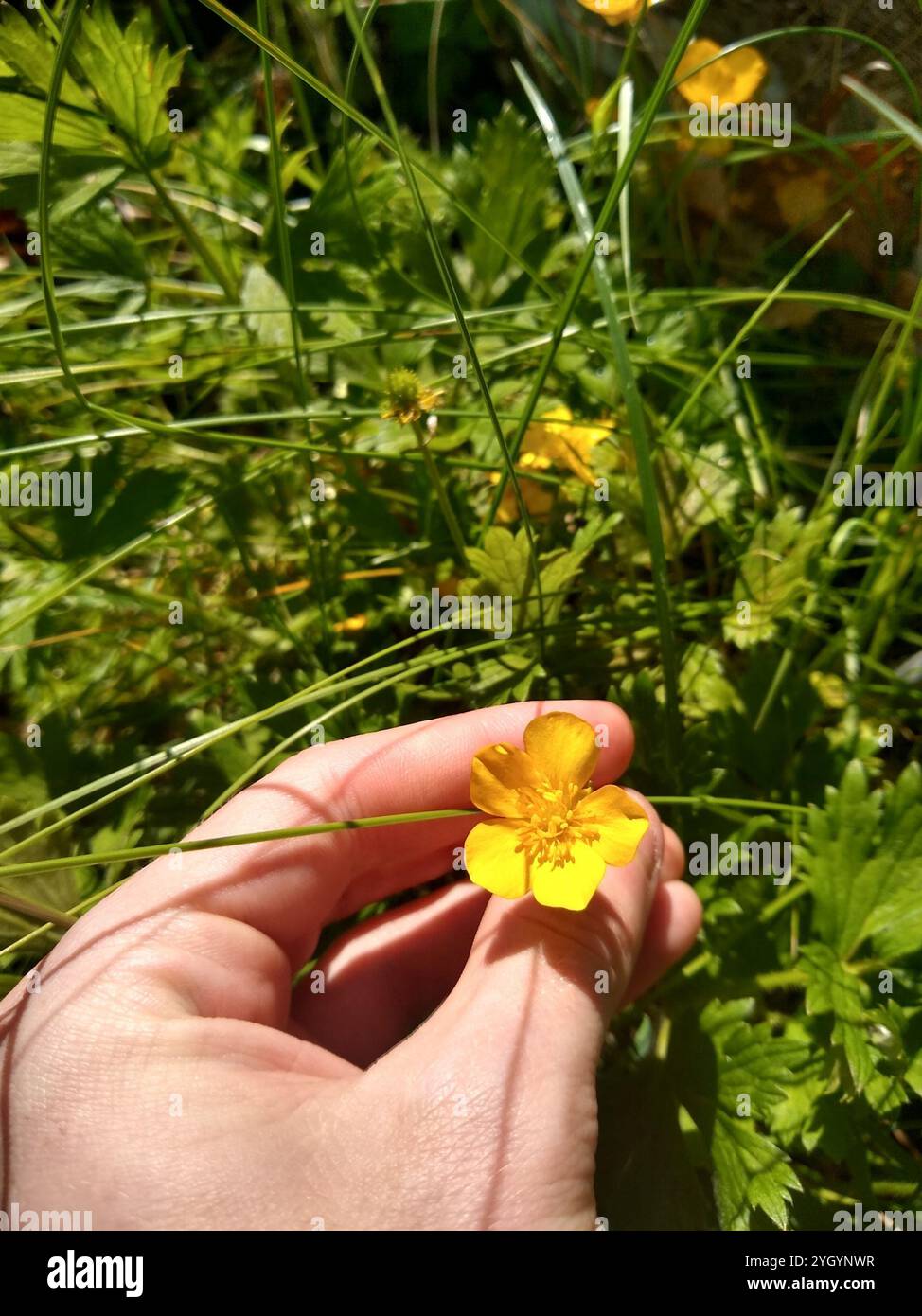 Creeping buttercup (Ranunculus repens Stock Photo - Alamy