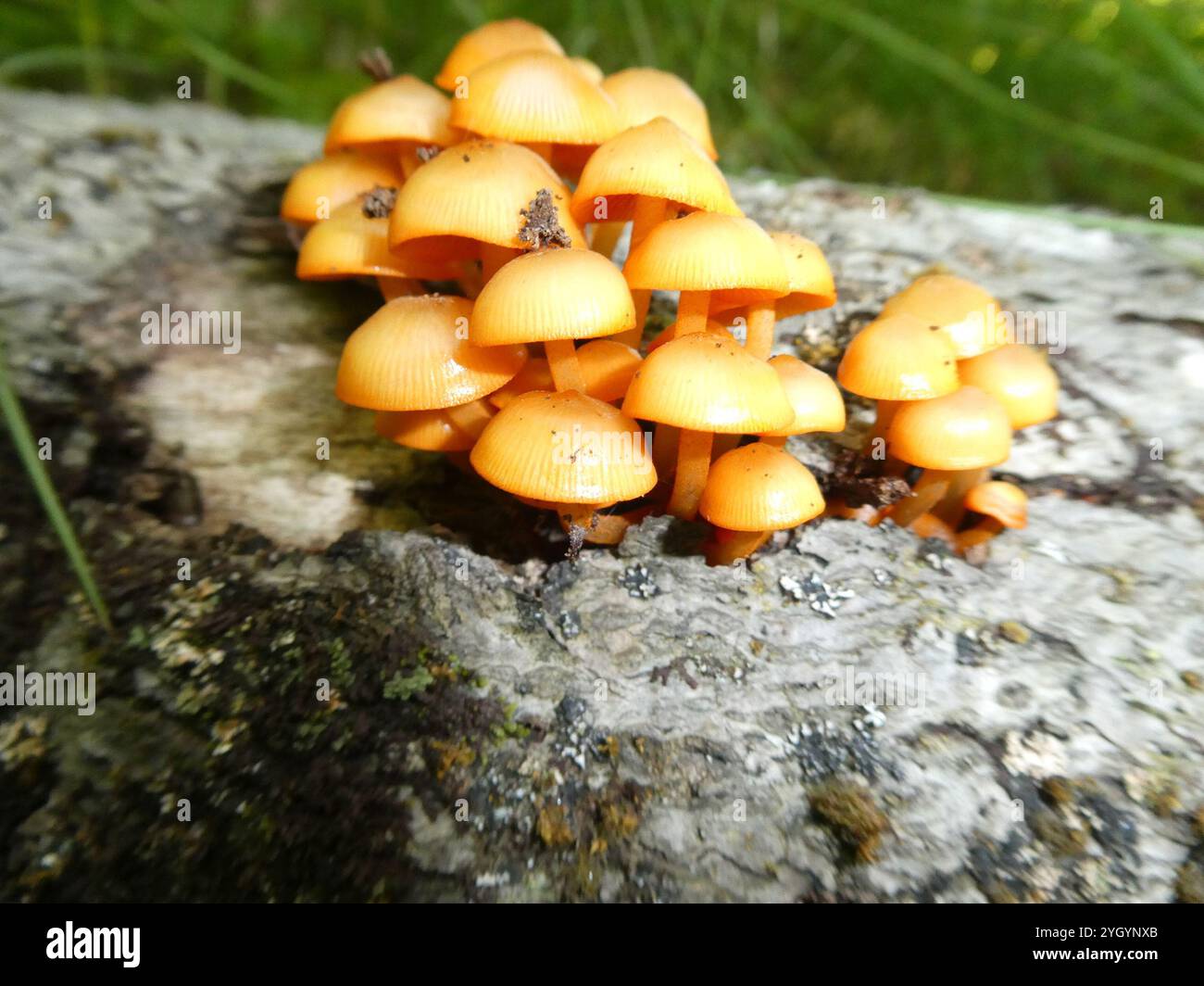 orange mycena (Mycena leaiana Stock Photo - Alamy