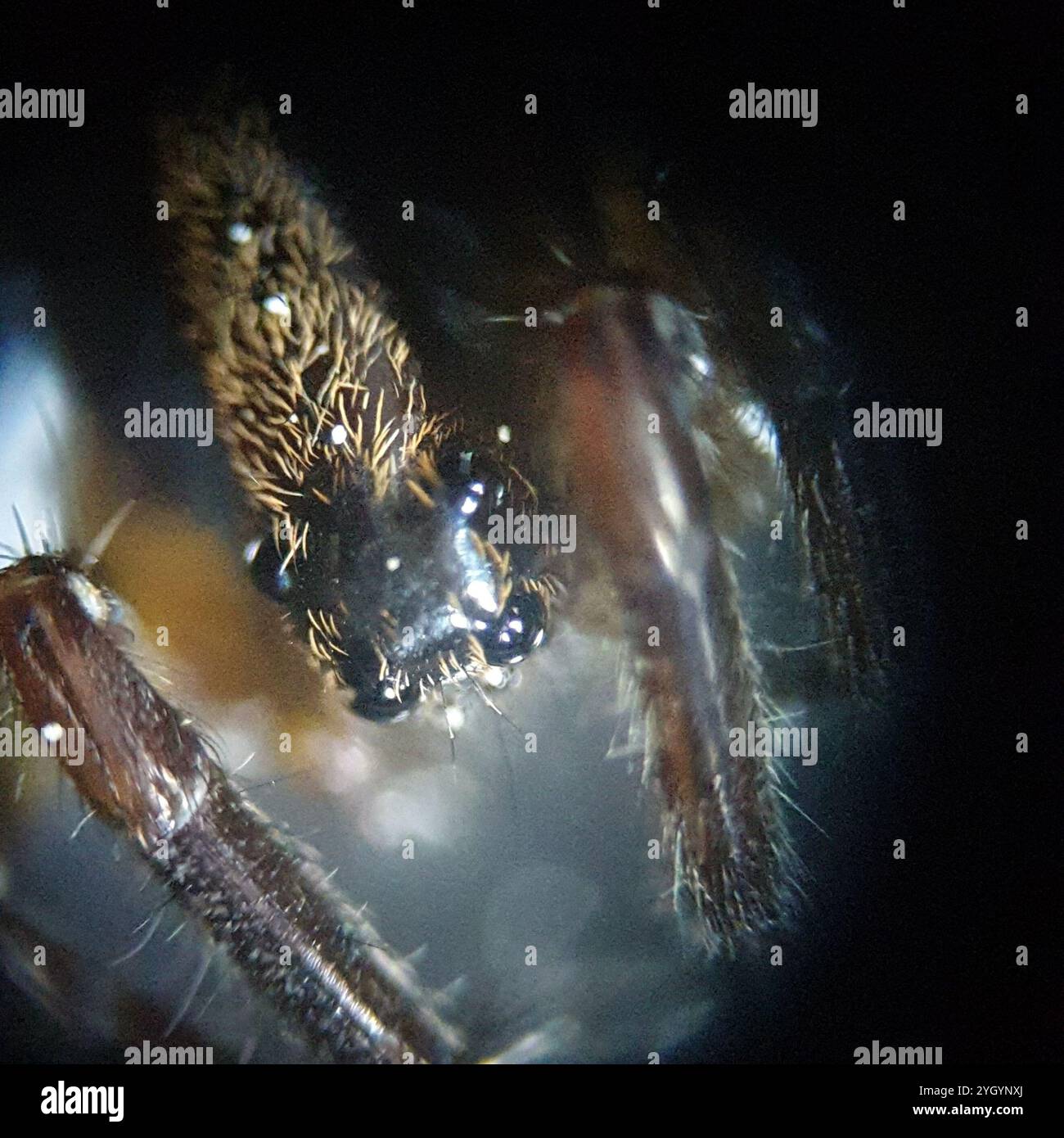 Fox Spiders (Alopecosa Stock Photo - Alamy