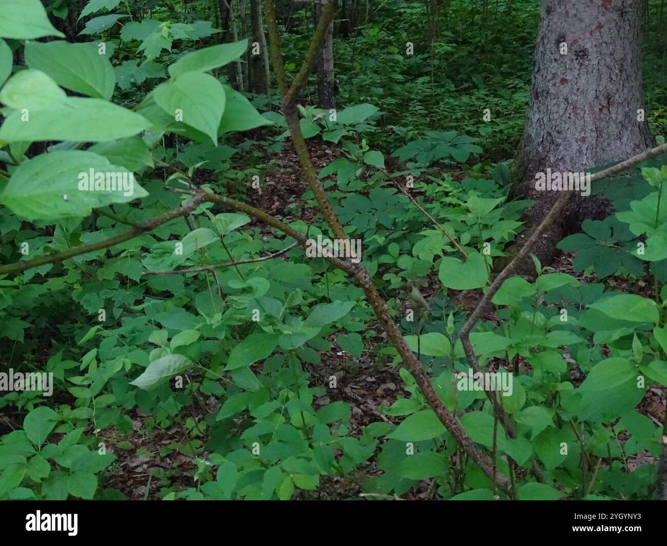 Round-leaved Dogwood (Cornus rugosa Stock Photo - Alamy
