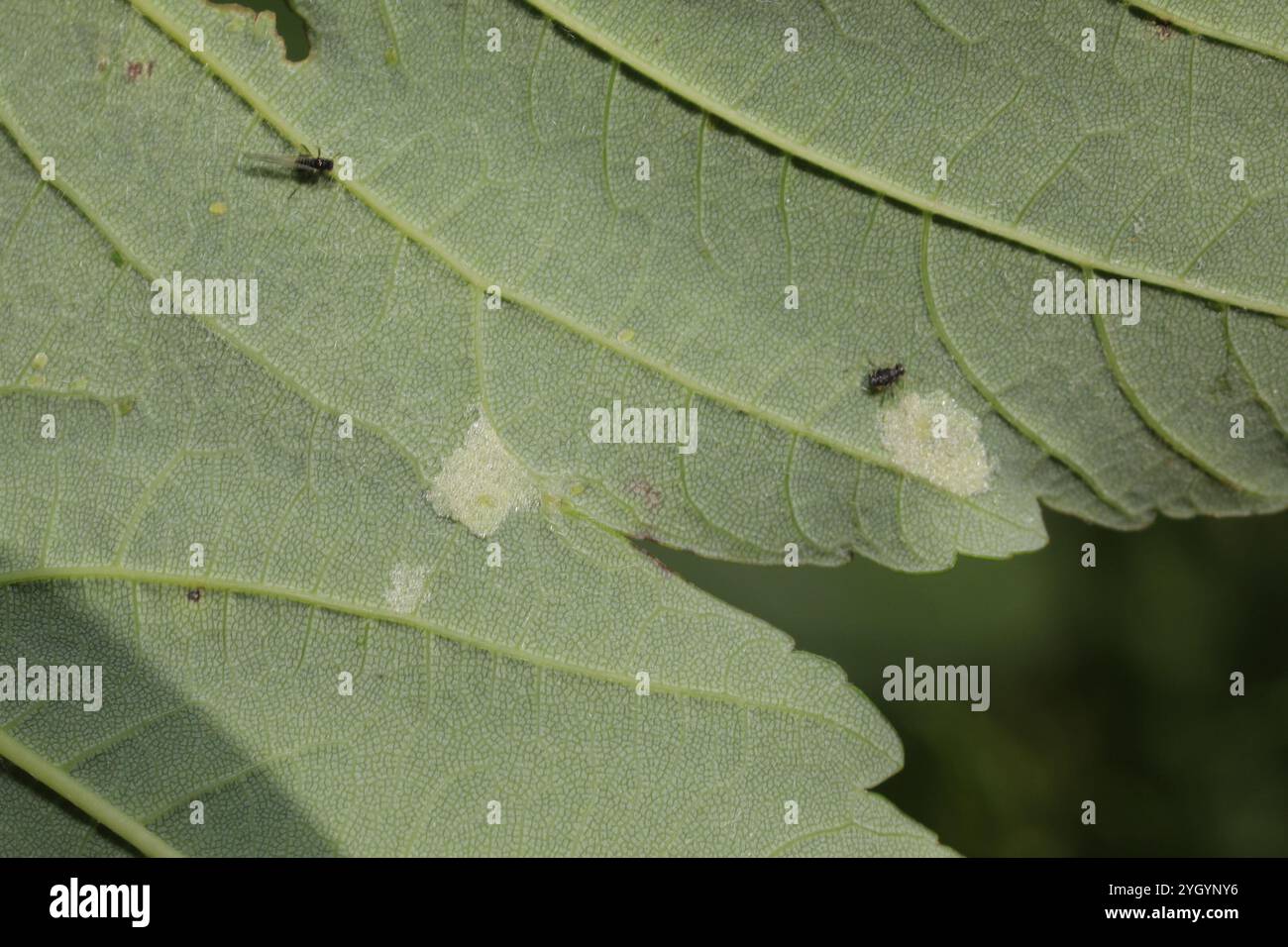 Sycamore Felt Gall Mite (Aceria pseudoplatani Stock Photo - Alamy