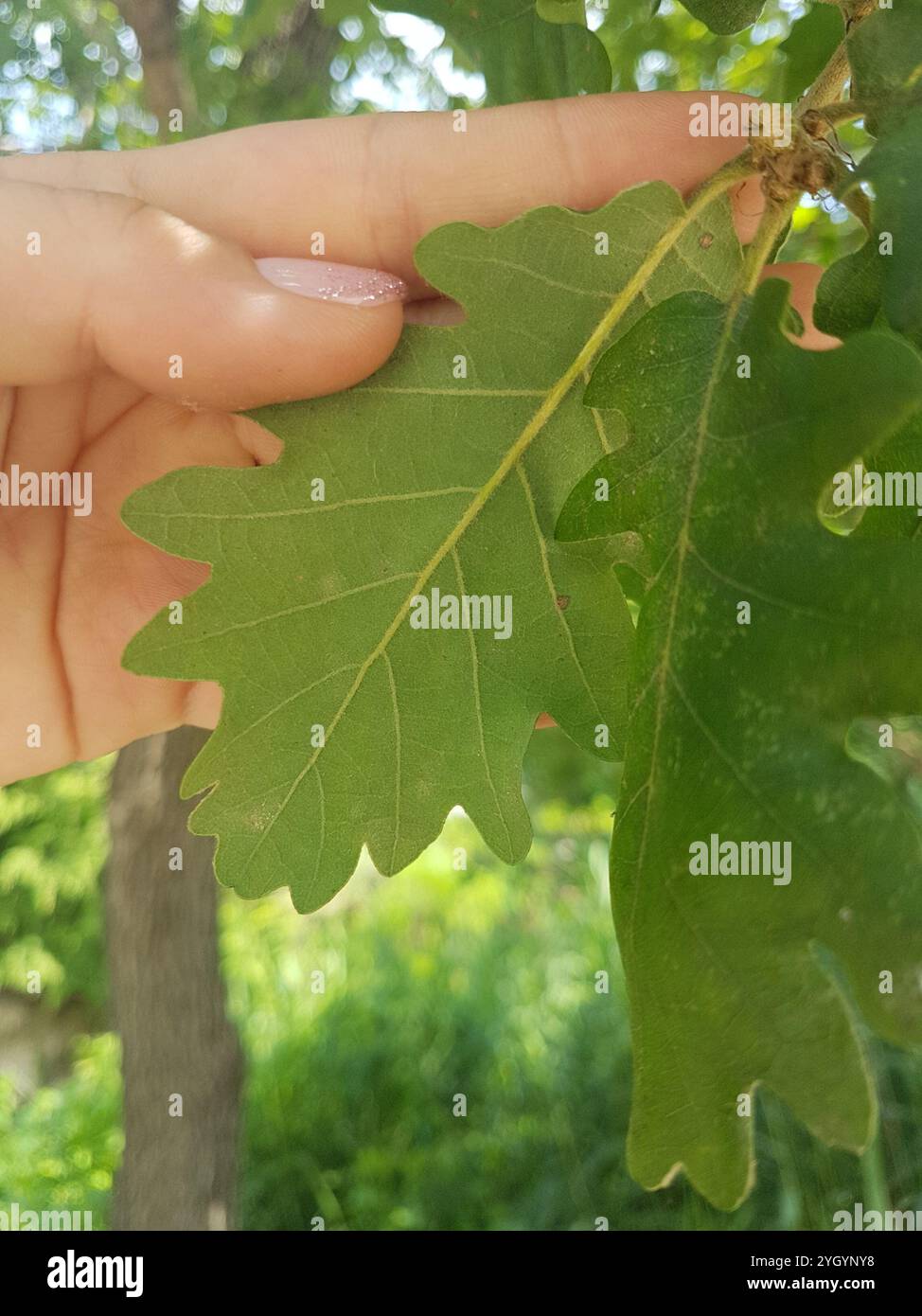 downy oak (Quercus pubescens Stock Photo - Alamy