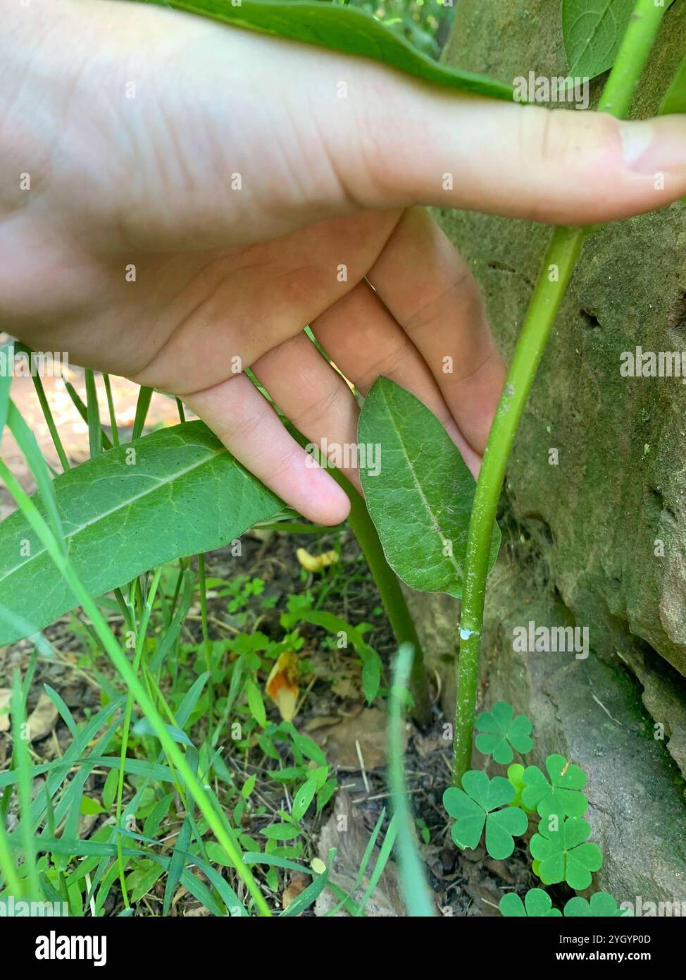 hemp dogbane (Apocynum cannabinum Stock Photo - Alamy