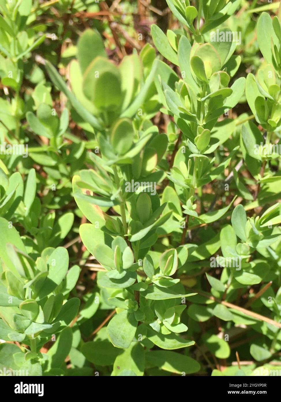 low St. John's wort (Hypericum stragulum Stock Photo - Alamy